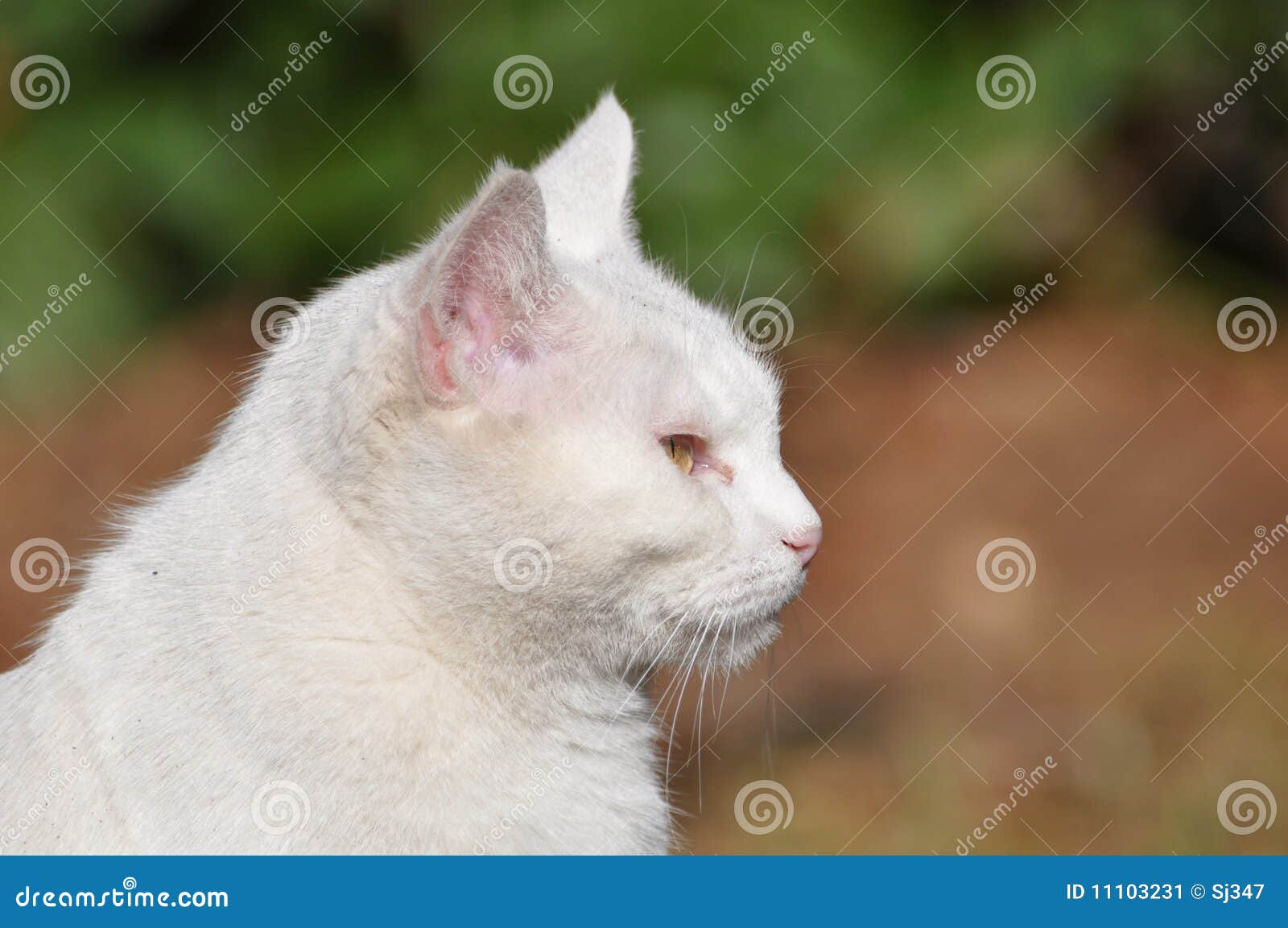 Witte Kat stock afbeelding. Image of neus, profiel, bakkebaarden - 11103231