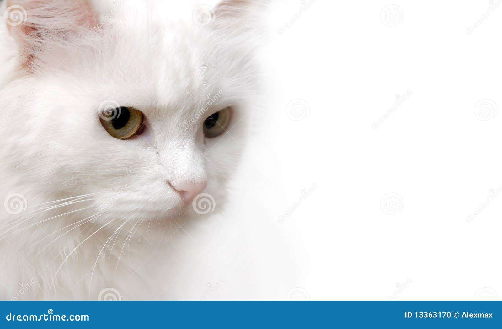 Witte Kat stock foto. Image of gezicht, dier, siberisch - 13363170