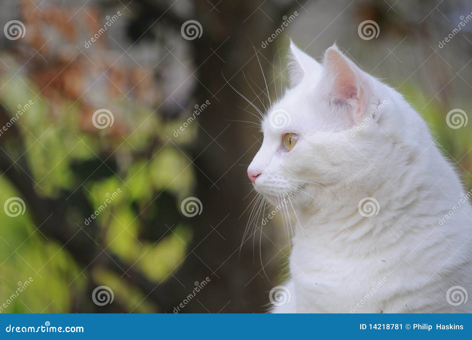 Witte Kat stock afbeelding. Image of neus, bont, leuk - 14218781