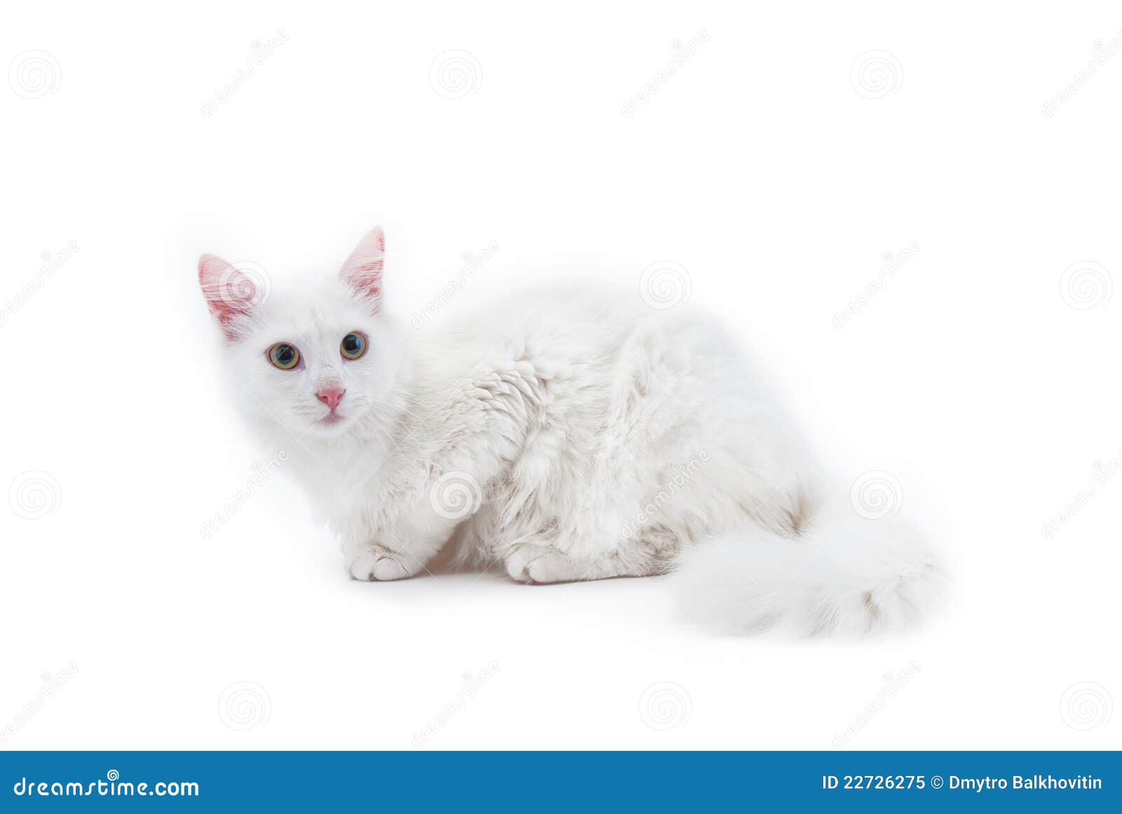 Witte kat stock afbeelding. Image of haar, bont, gezicht - 22726275