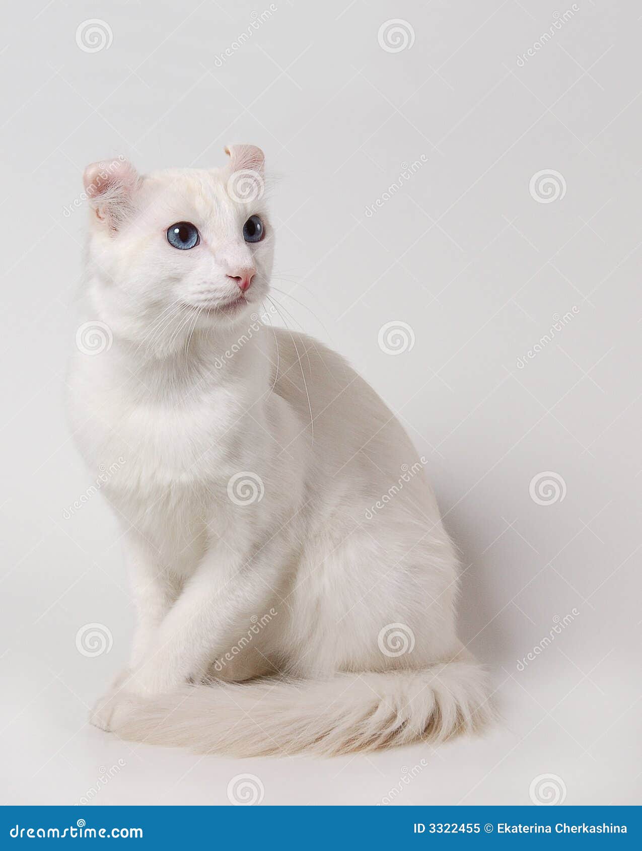 Witte kat stock afbeelding. Image of katachtig, donsachtig - 3322455
