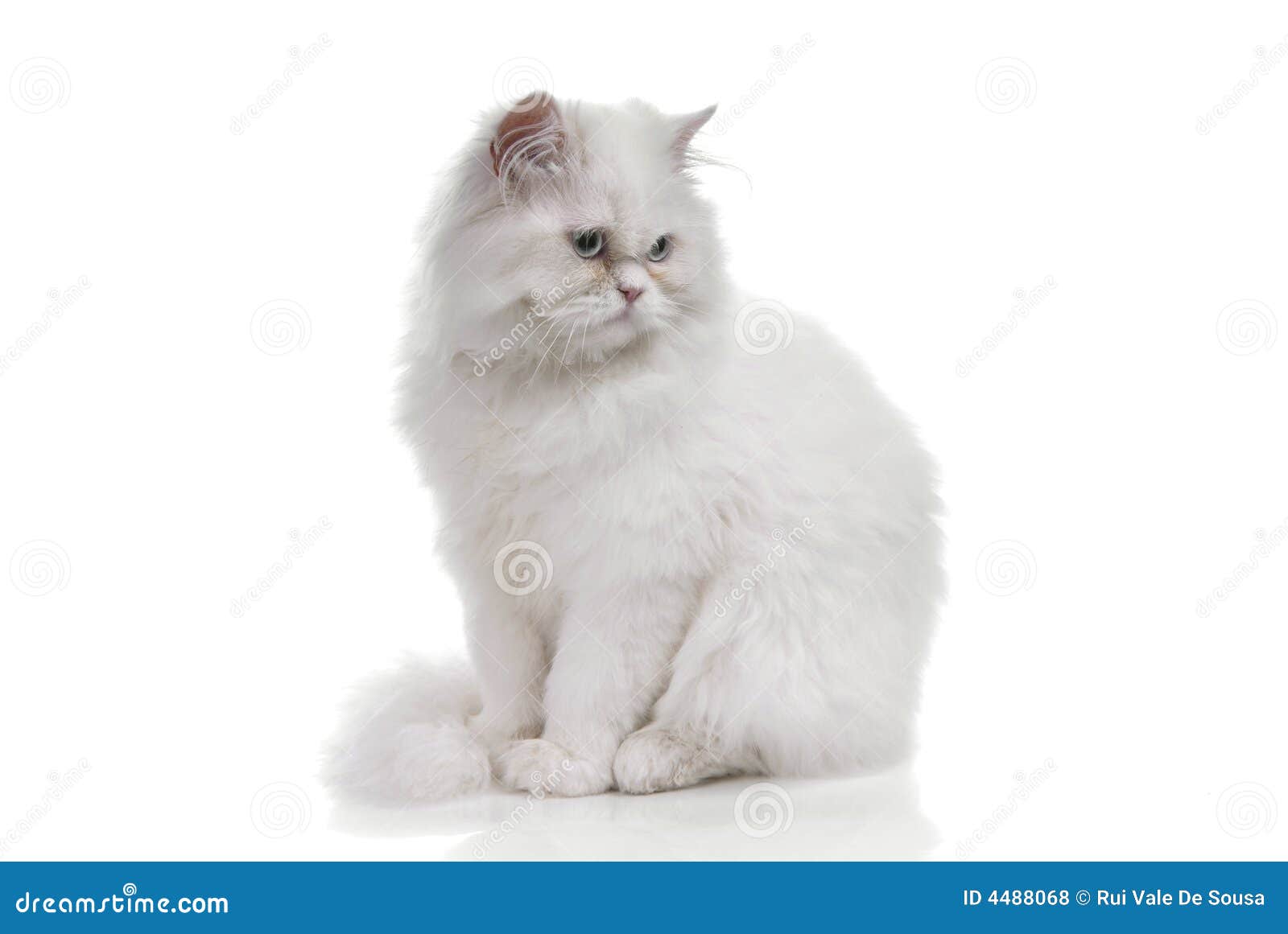 Witte kat stock foto. Image of maaien, huisdier, kijk - 4488068