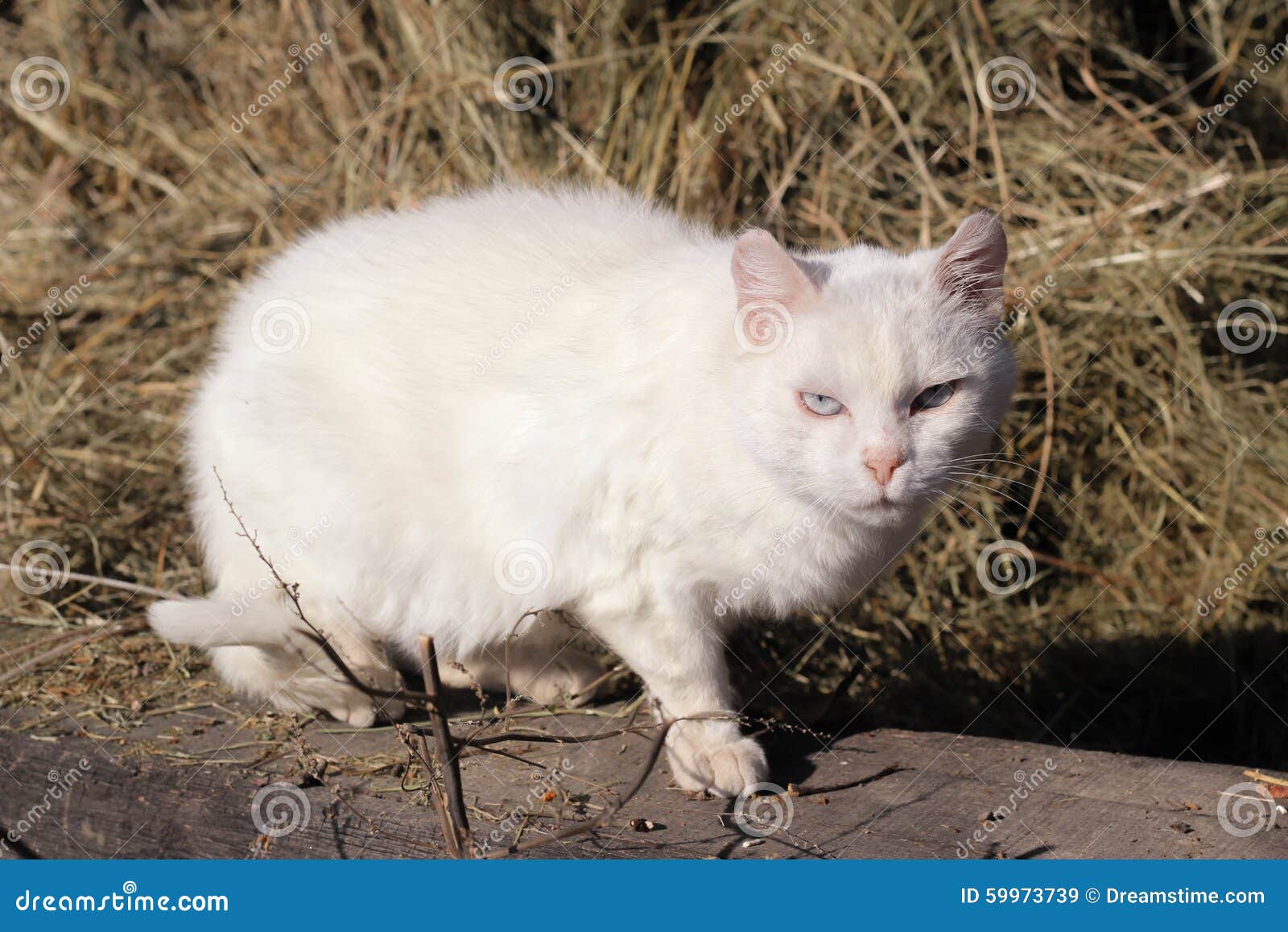 Witte kat stock afbeelding. Image of katten, katachtig - 59973739