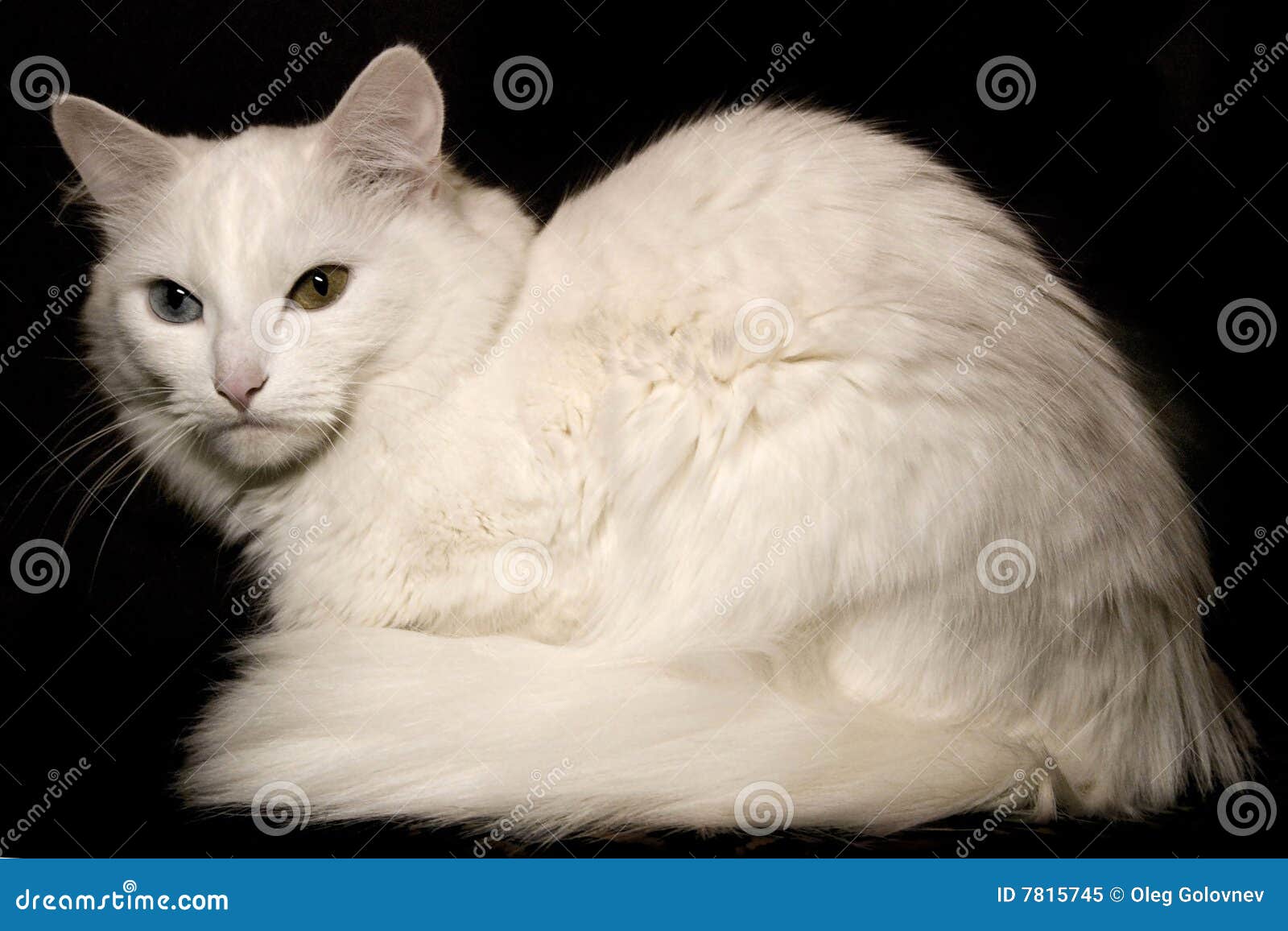 Witte kat stock afbeelding. Image of schaduw, katje, donker - 7815745