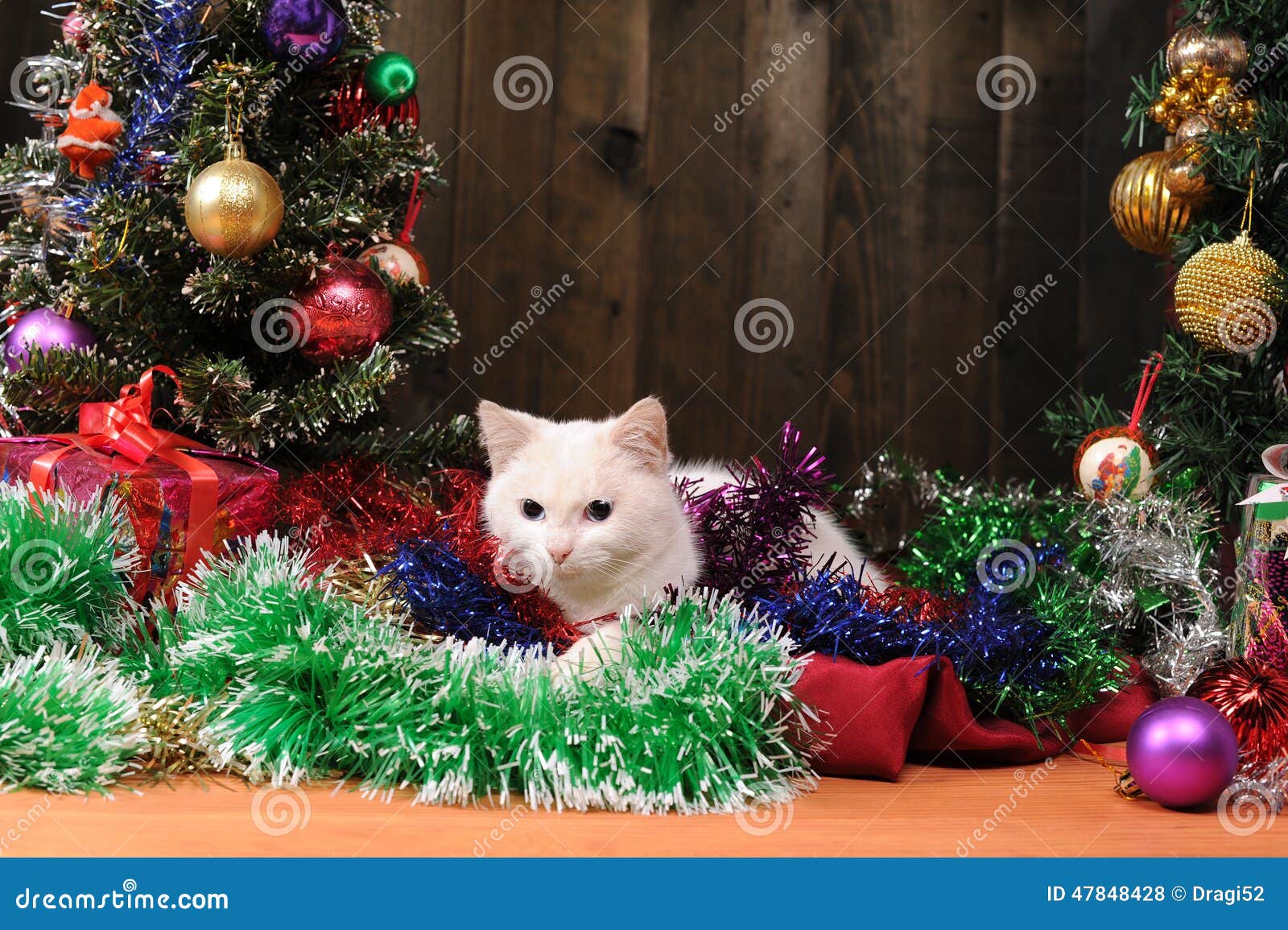 Witte Kat Het Spelen Kerstboom Stock Foto - Image of fineuse, idee ...