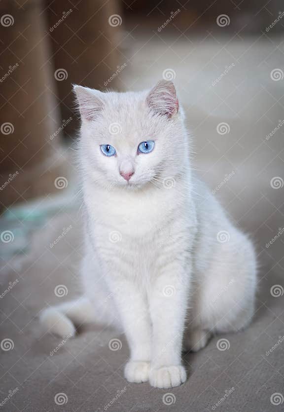 Witte kat met blauwe ogen stock foto. Image of achtergrond - 46621956