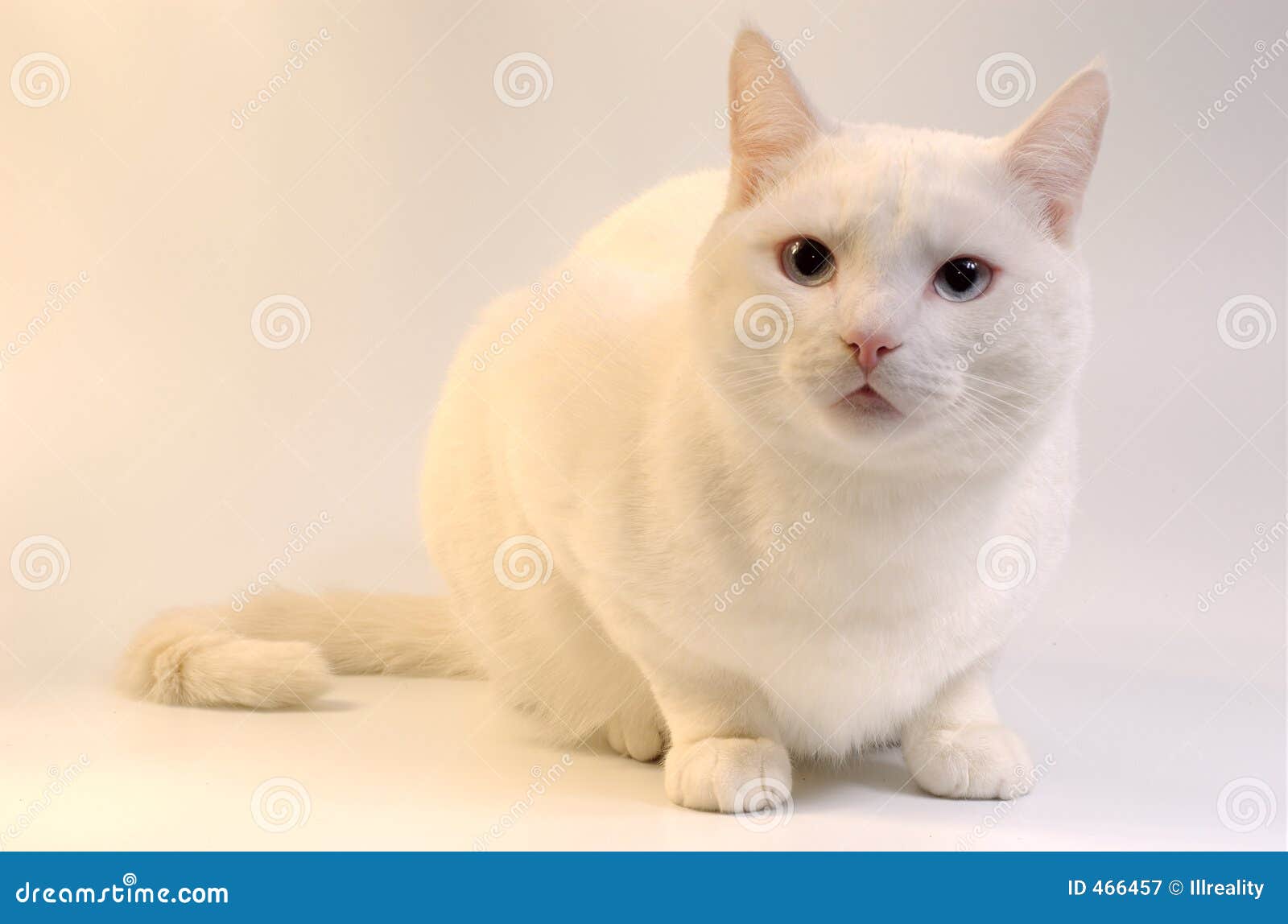 Witte kat met blauwe ogen stock afbeelding. Image of ogen - 466457