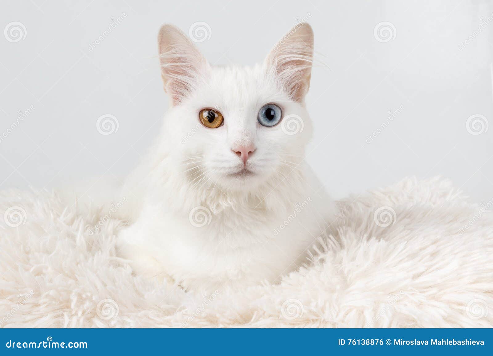 Witte Kat Met Verschillende Gekleurde Ogen Stock Foto - Image of binnen ...