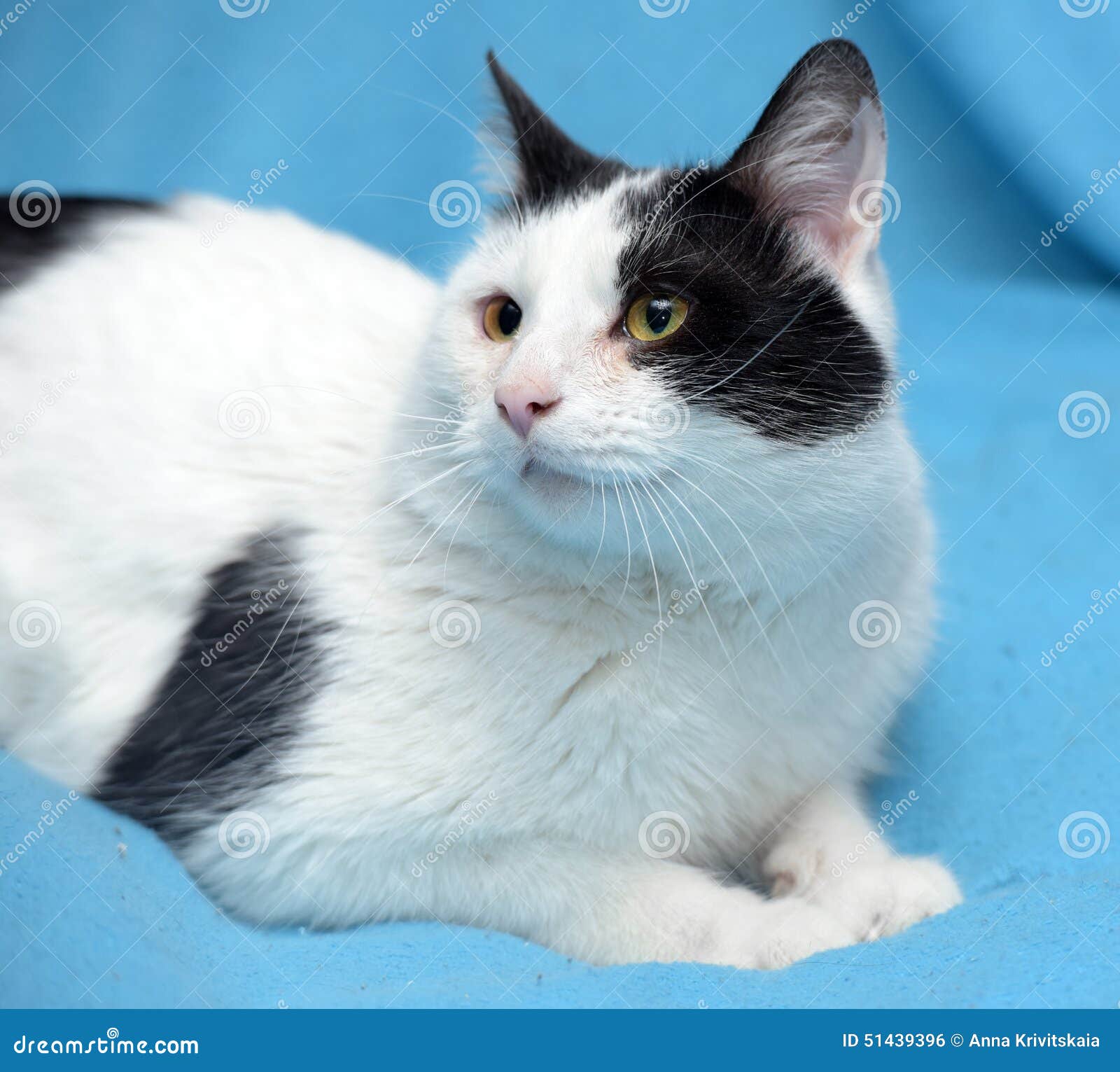 Witte Kat Met Zwarte Vlekken Stock Foto - Image of achtergrond, grijs ...