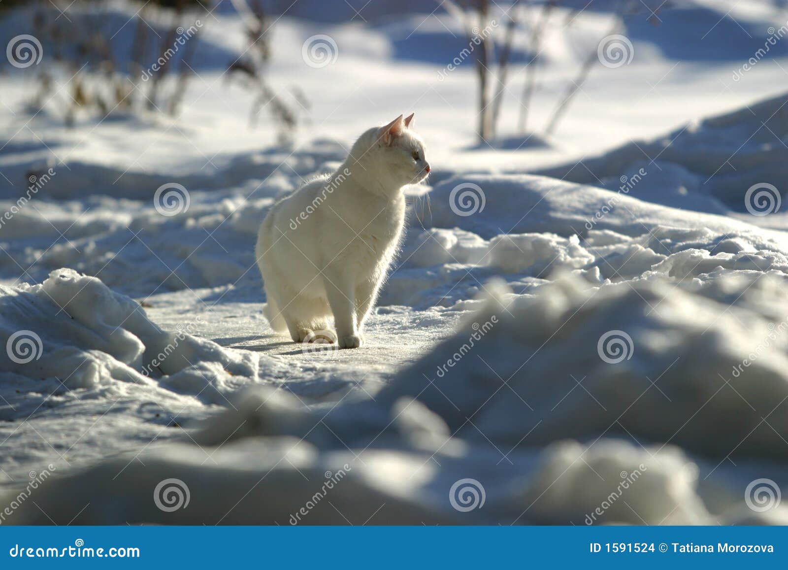 Witte kat op sneeuw stock foto. Image of sneeuw, voorzichtig - 1591524