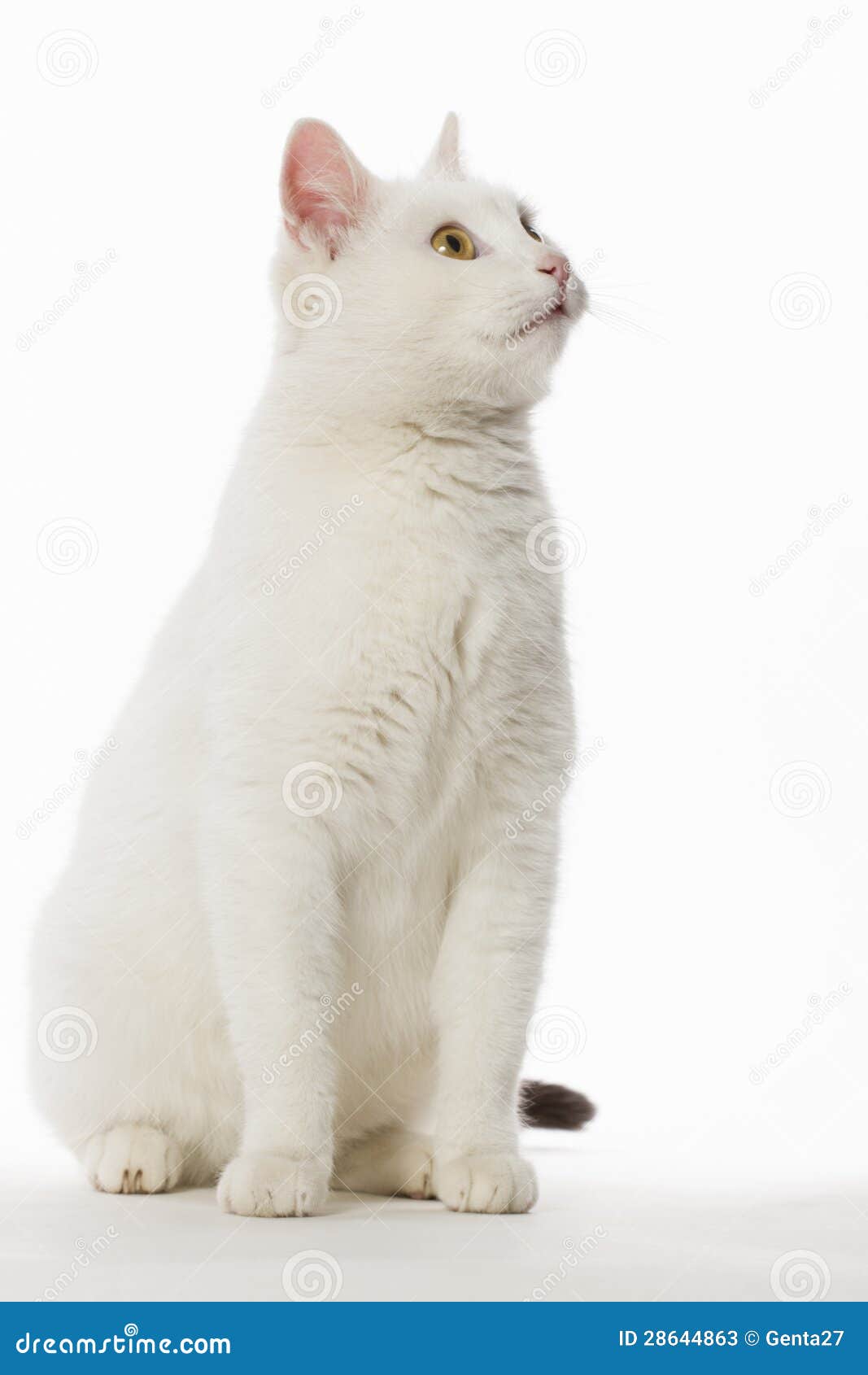 Witte katten hoog sleutel stock afbeelding. Image of dier - 28644863