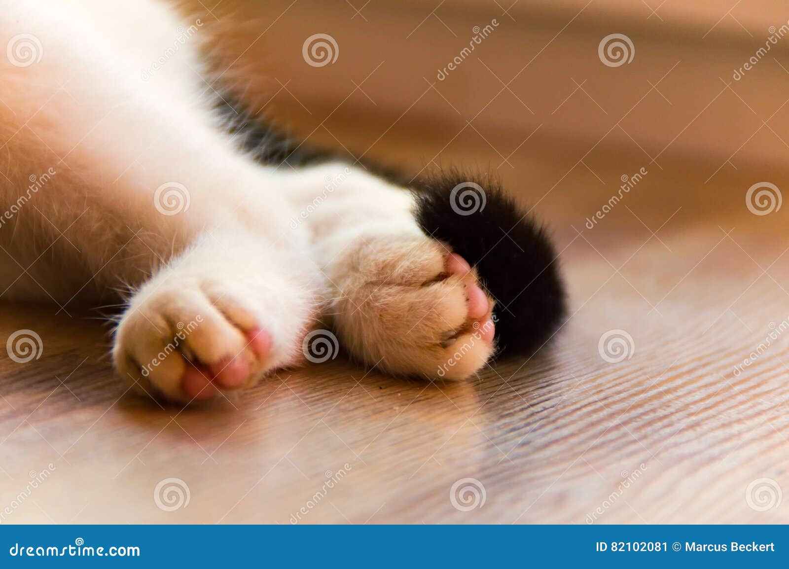 Witte Kattenpoot stock afbeelding. Image of rauw, mild - 82102081