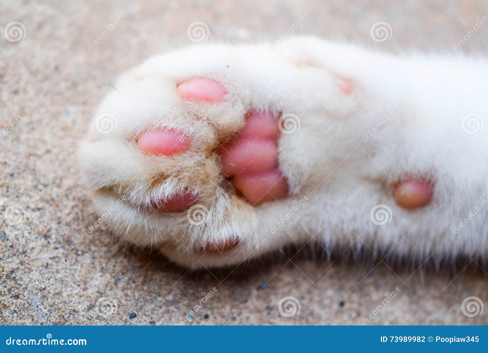 Witte kattenpoot op grond stock foto. Image of voet, been - 73989982