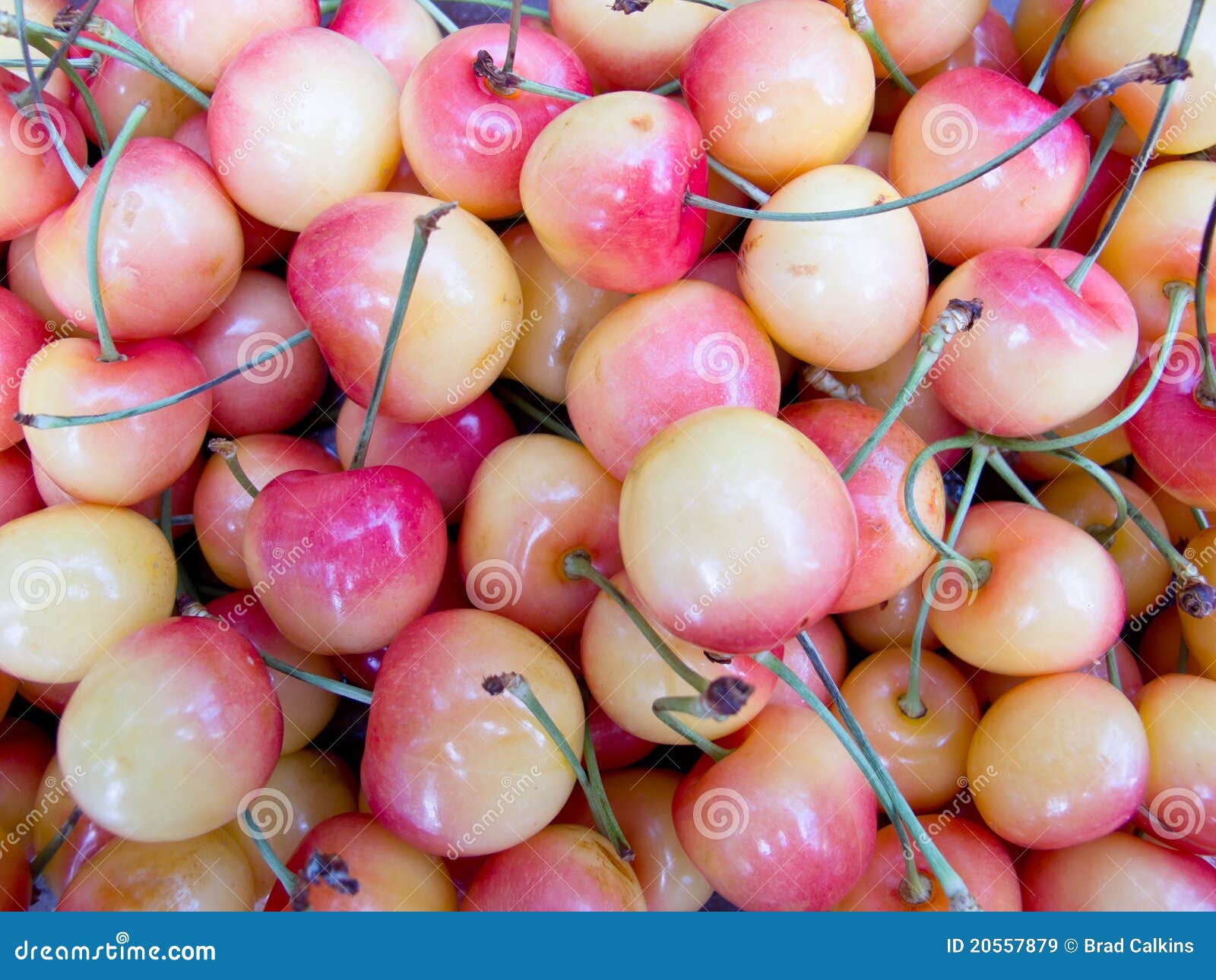 Witte Kersen stock afbeelding. Image of nave, vruchten - 20557879