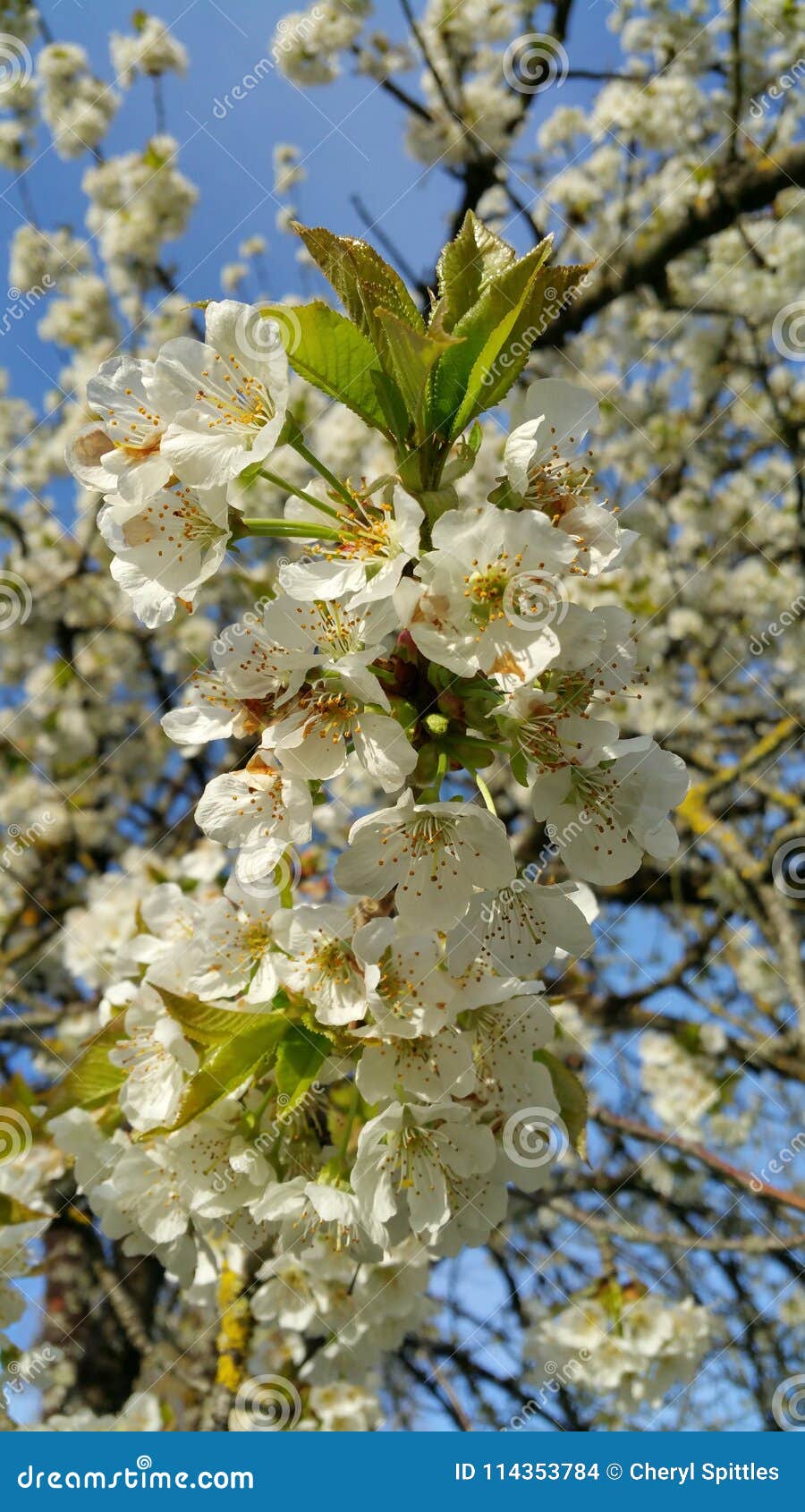 Witte kersenbloesem stock foto. Image of bladeren, onder - 114353784