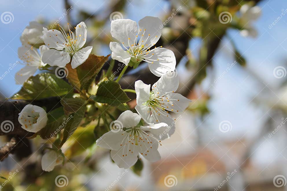 Witte kersenbloesem stock foto. Image of bloei, lente - 35301880