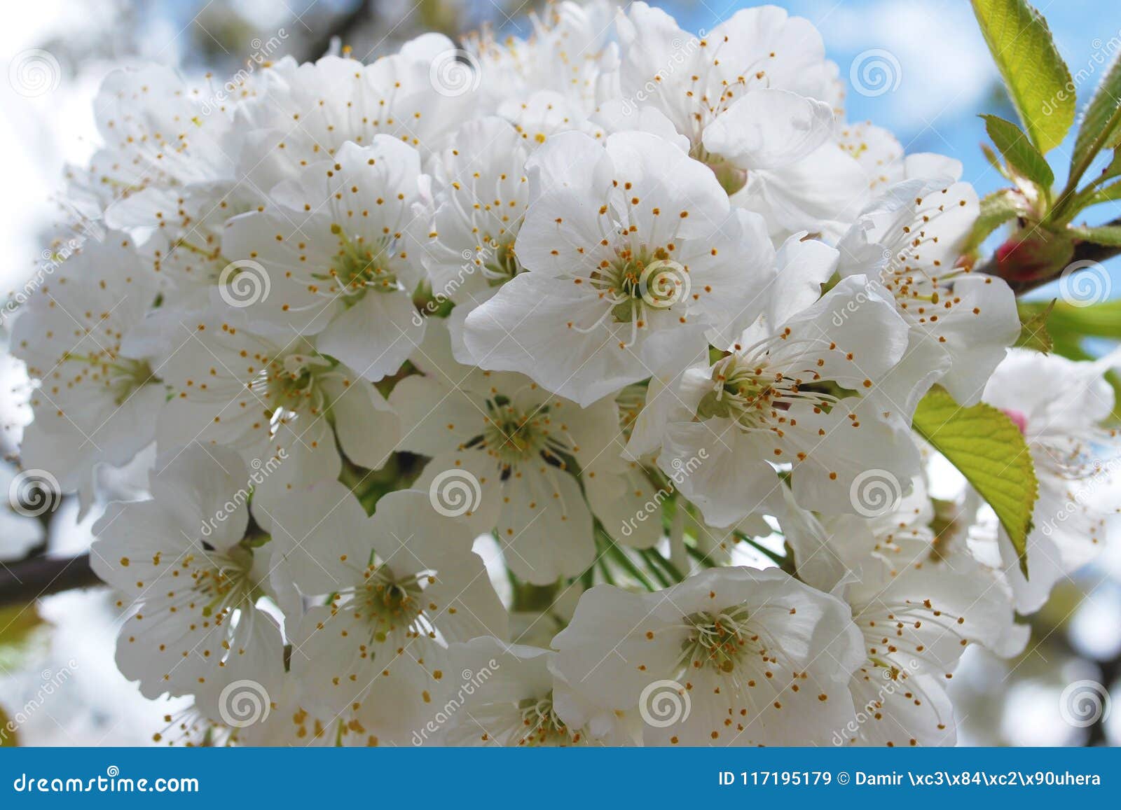 Witte Kersenbloesems Op Boom Stock Afbeelding - Image of vruchten ...