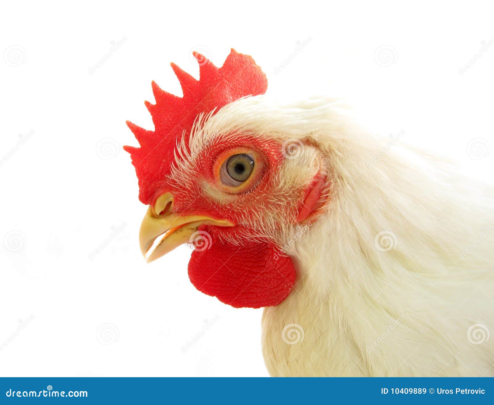 Witte kip stock afbeelding. Image of foto, vleugel, veren - 10409889