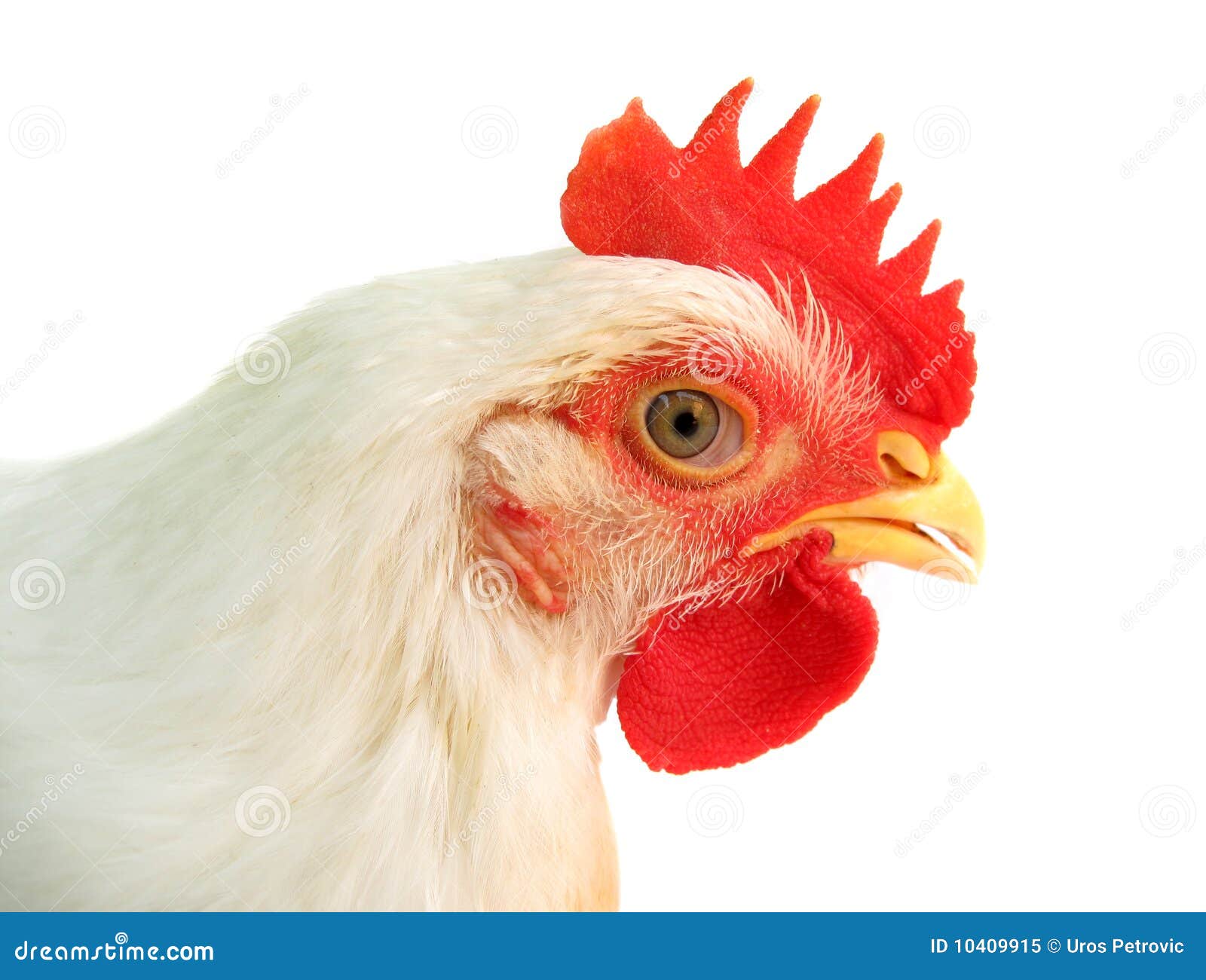 Witte kip stock afbeelding. Image of besnoeiing, vogeltje - 10409915