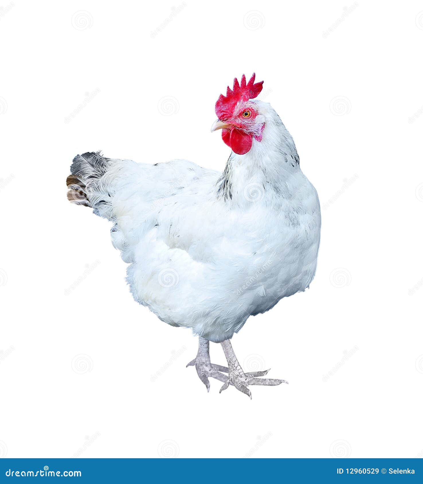 Witte kip stock afbeelding. Image of volledig, landbouwbedrijf - 12960529