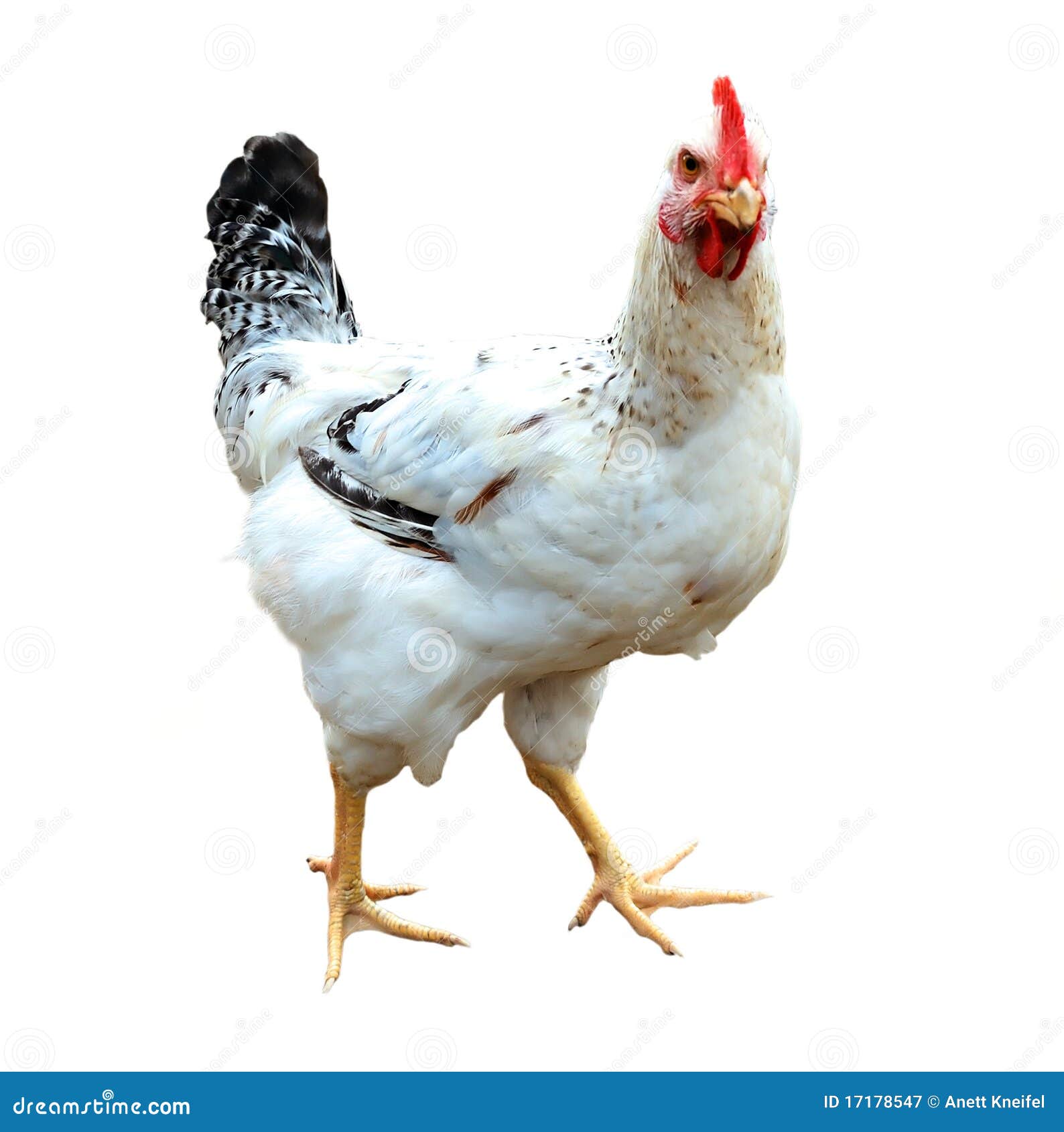 Witte kip stock afbeelding. Image of landbouw, kant, opbrengst - 17178547