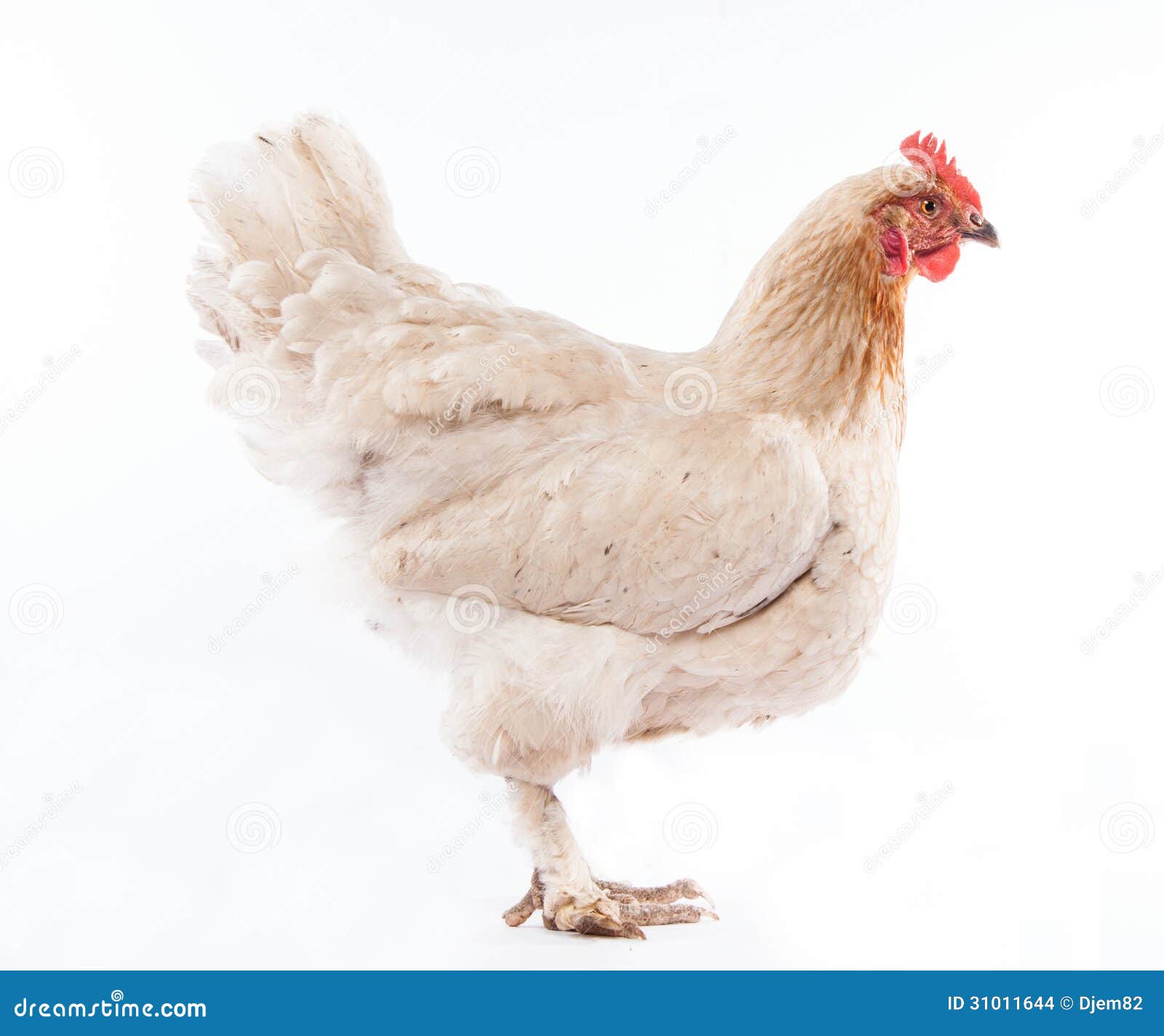 Witte kip stock foto. Image of naughty, landbouwbedrijf - 31011644