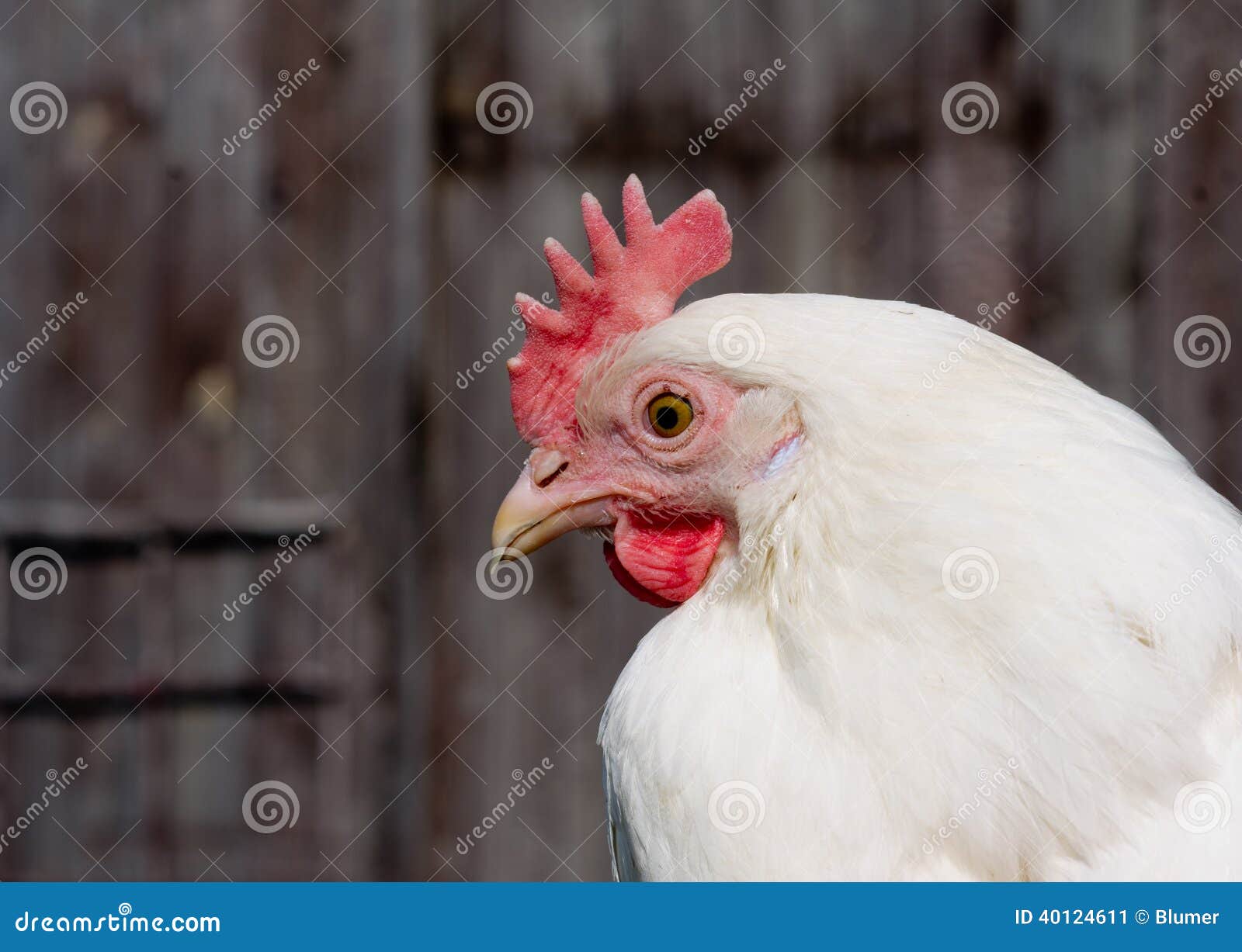 Witte kip stock afbeelding. Image of kijk, één, dier - 40124611