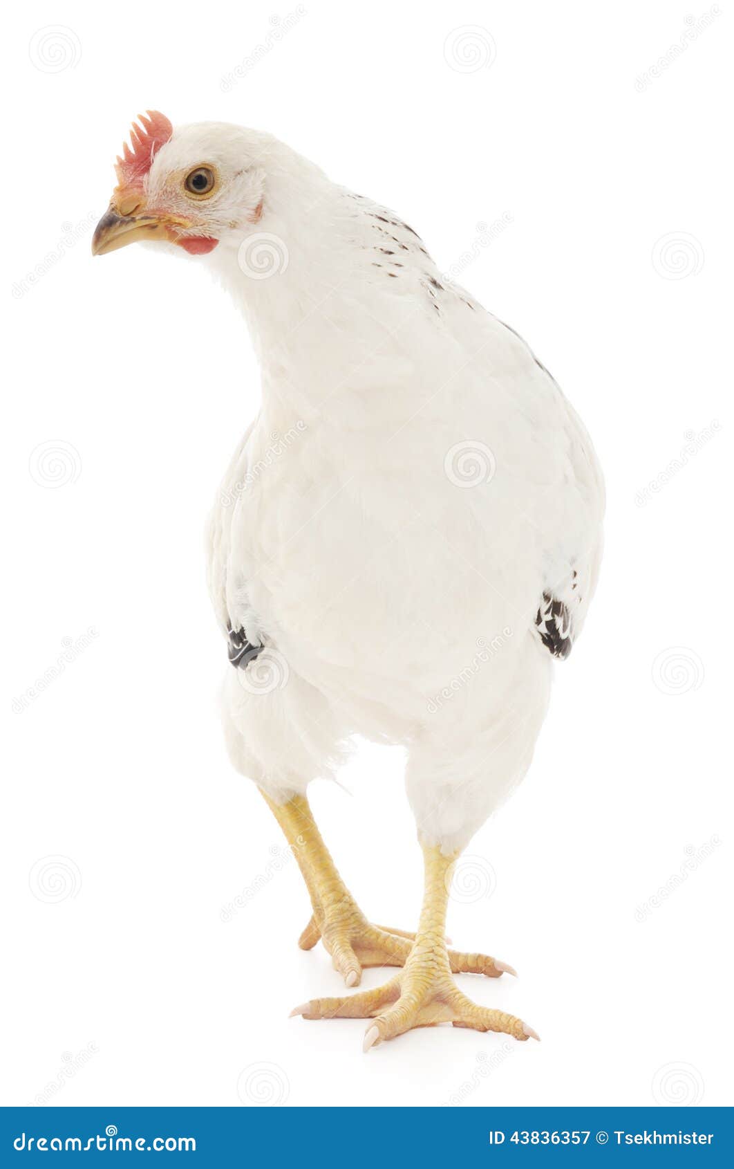 Witte kip stock afbeelding. Image of veren, status, voedsel - 43836357