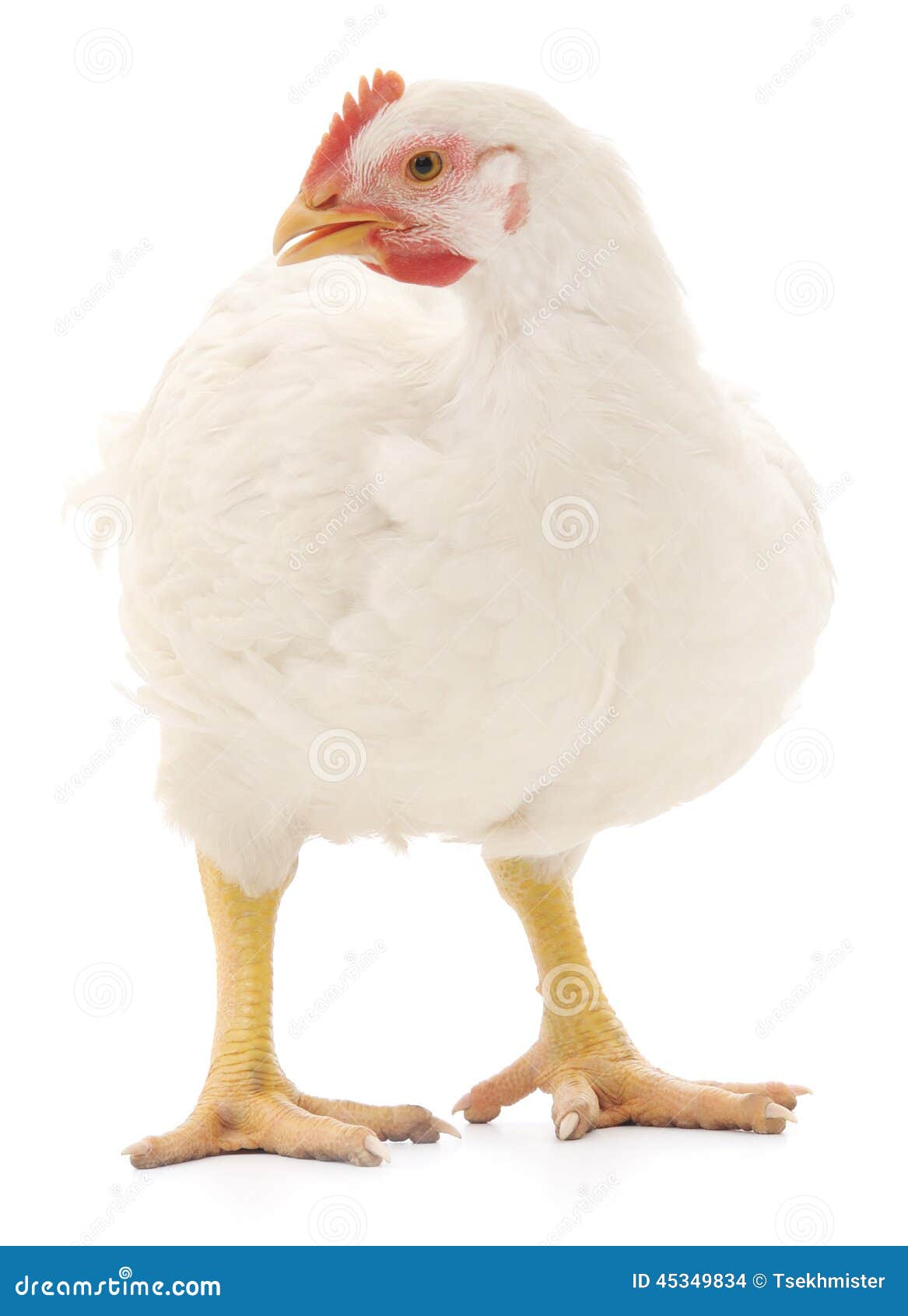 Witte kip stock foto. Image of voedsel, kleur, studio - 45349834
