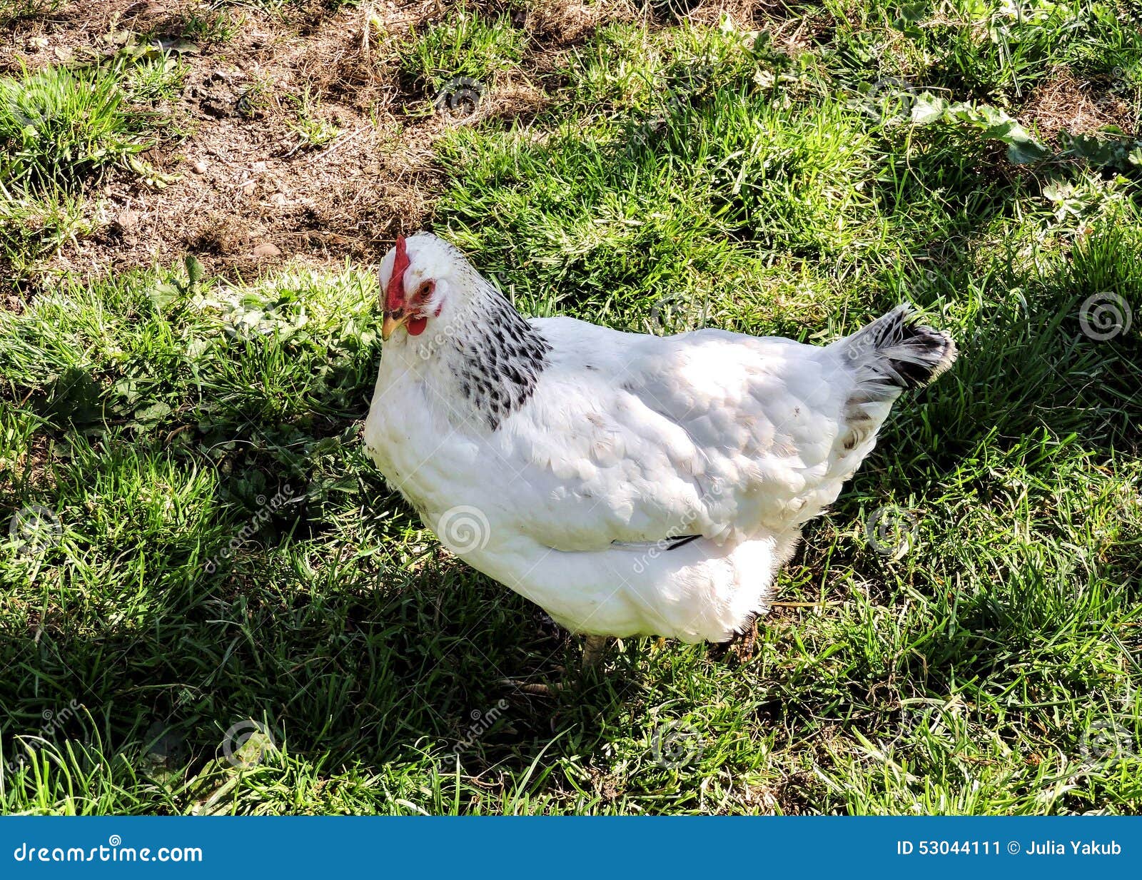 Witte kip stock afbeelding. Image of gespikkeld, leggen - 53044111