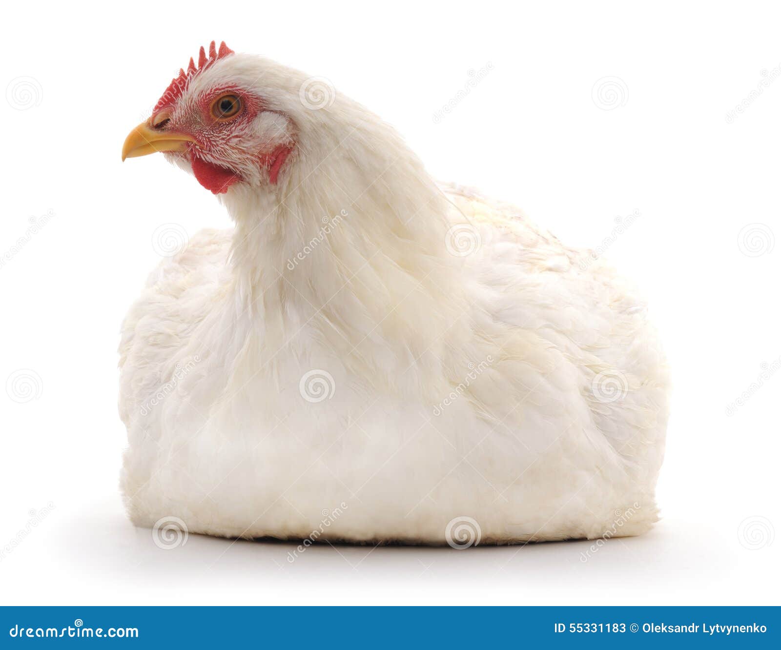 Witte kip stock afbeelding. Image of binnenlands, beeld - 55331183