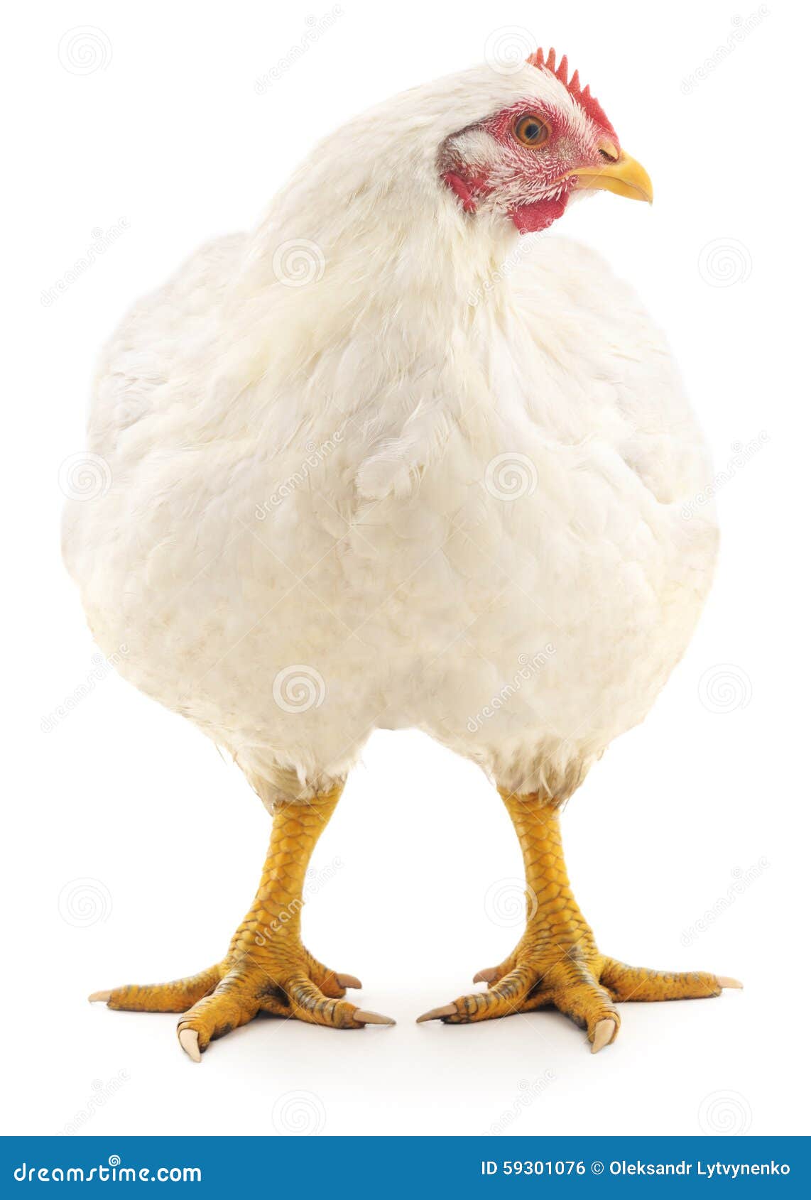 Witte kip stock foto. Image of achtergrond, gevogelte - 59301076