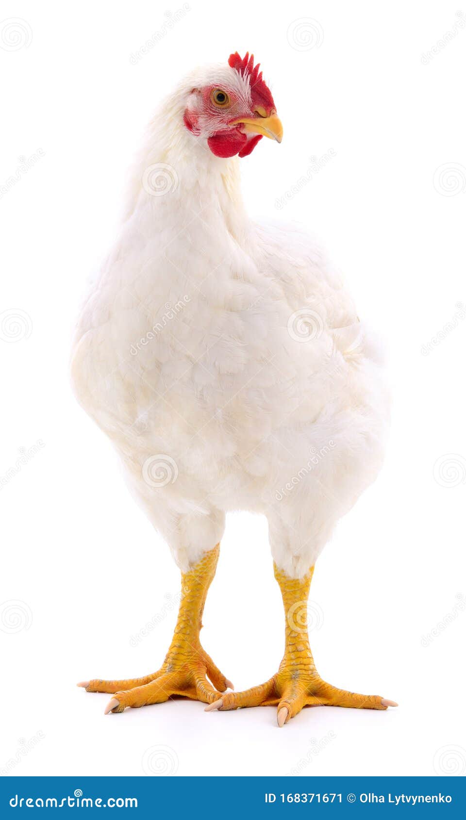 Witte kip geïsoleerd stock afbeelding. Image of gevogelte - 168371671