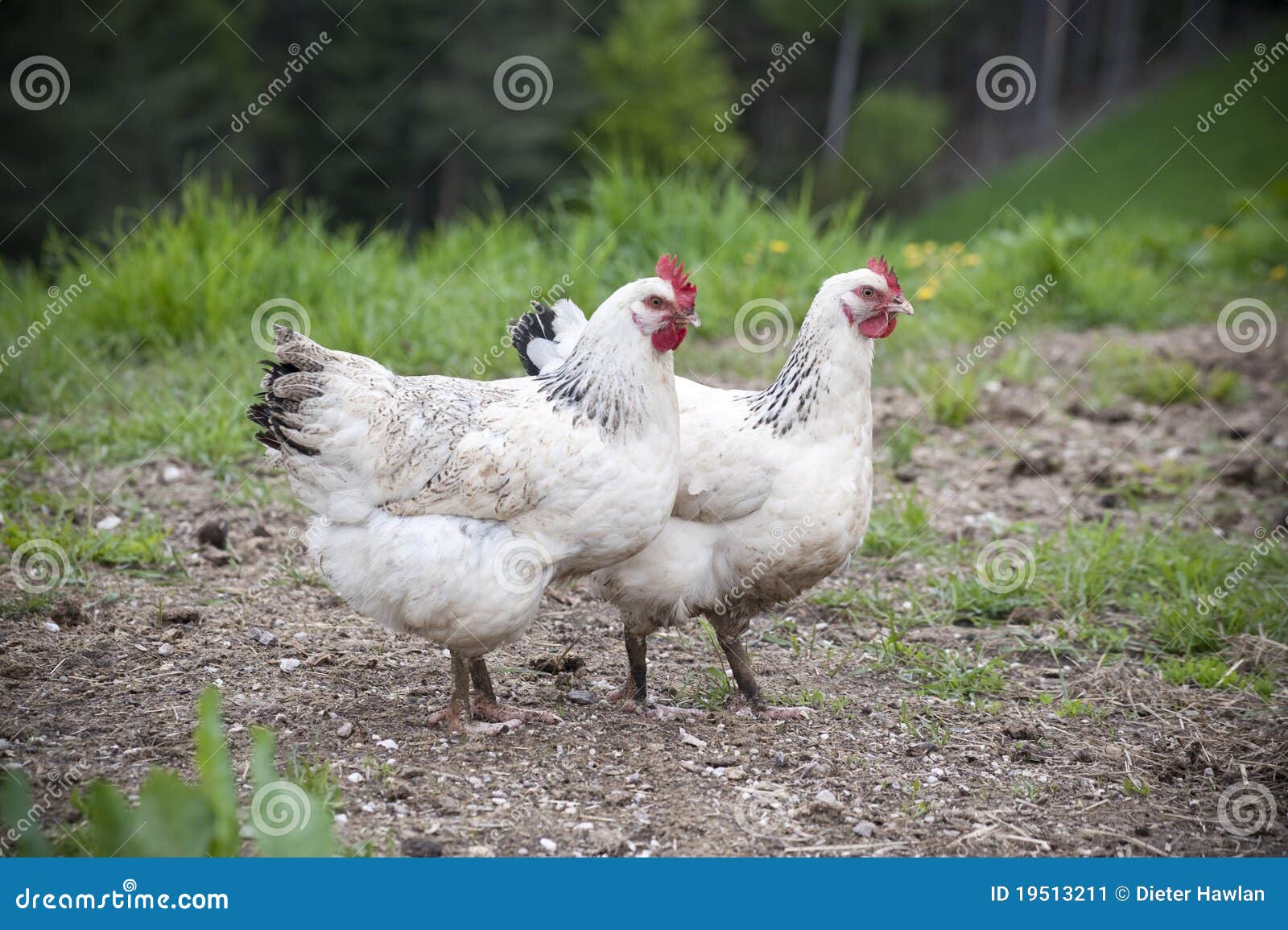 Witte Kip twee stock afbeelding. Image of platteland - 19513211