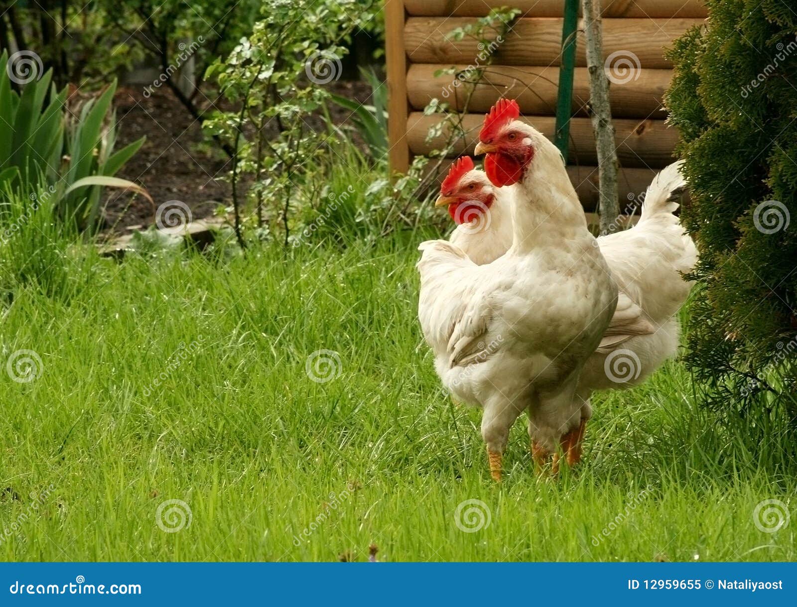 Witte Kippen Op Een Landbouwbedrijf Stock Afbeelding - Image of dieren ...