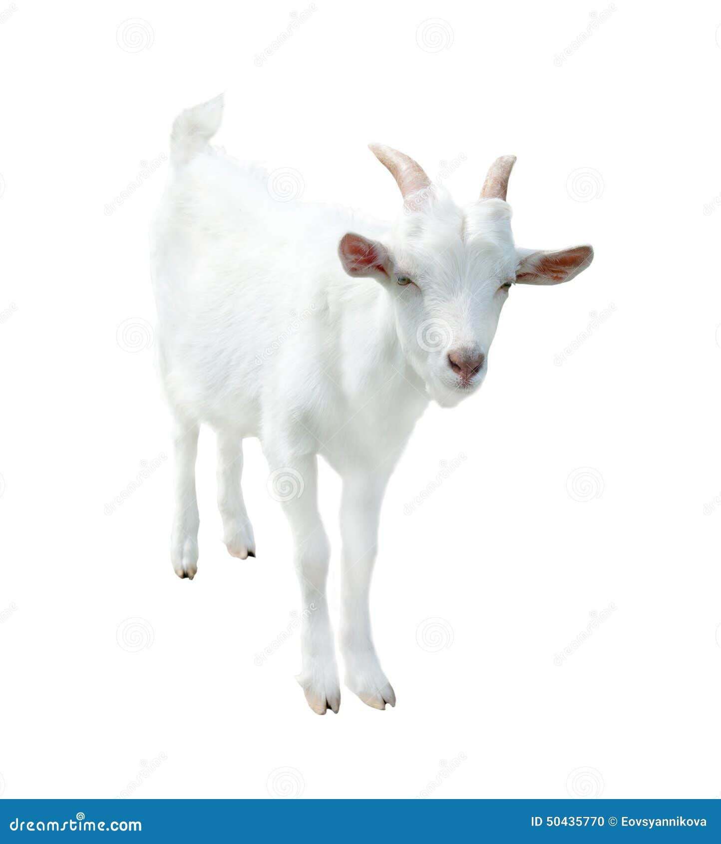 Witte Kleine Geïsoleerde Geit, Stock Foto - Image of platteland ...