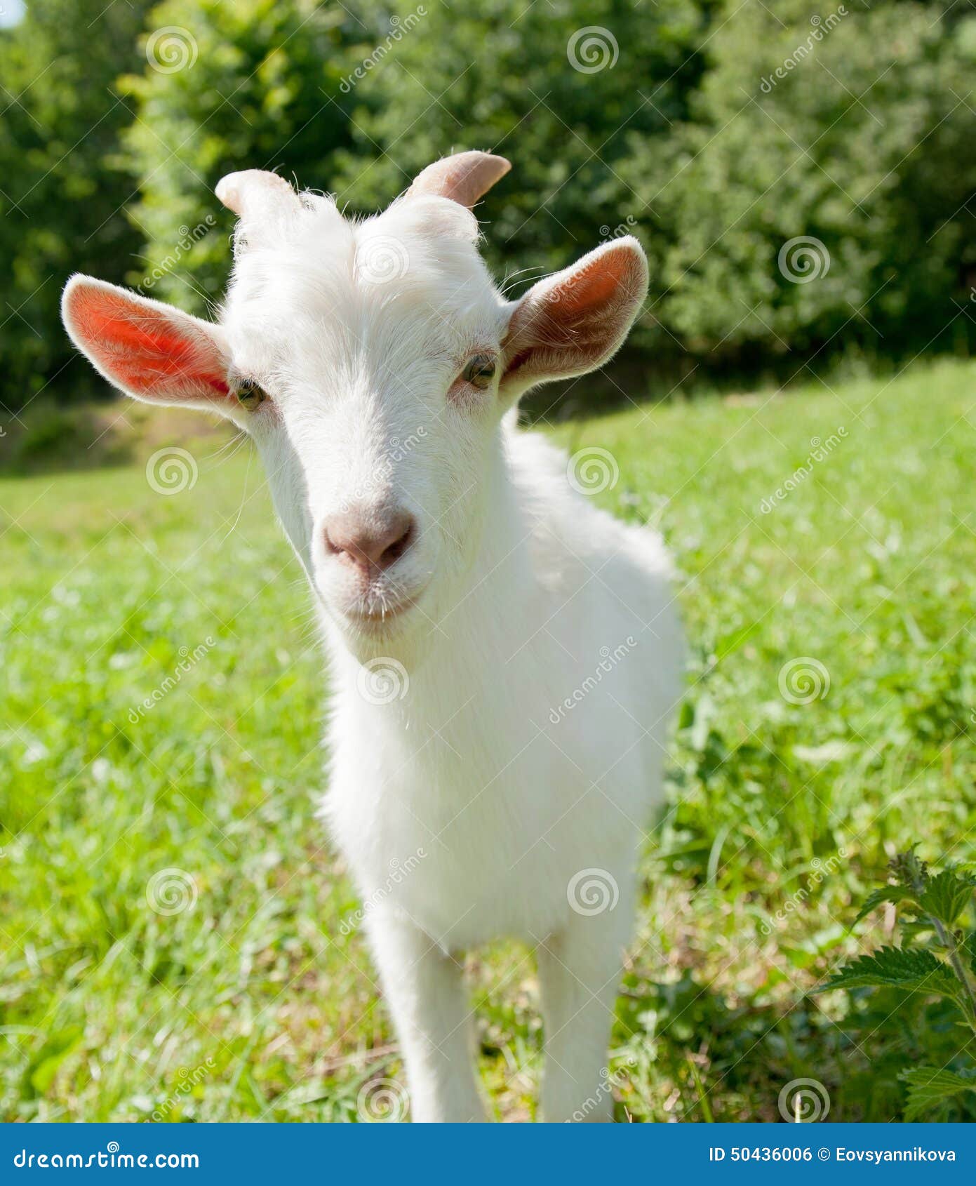 Witte kleine geit stock foto. Image of land, zoogdier - 50436006