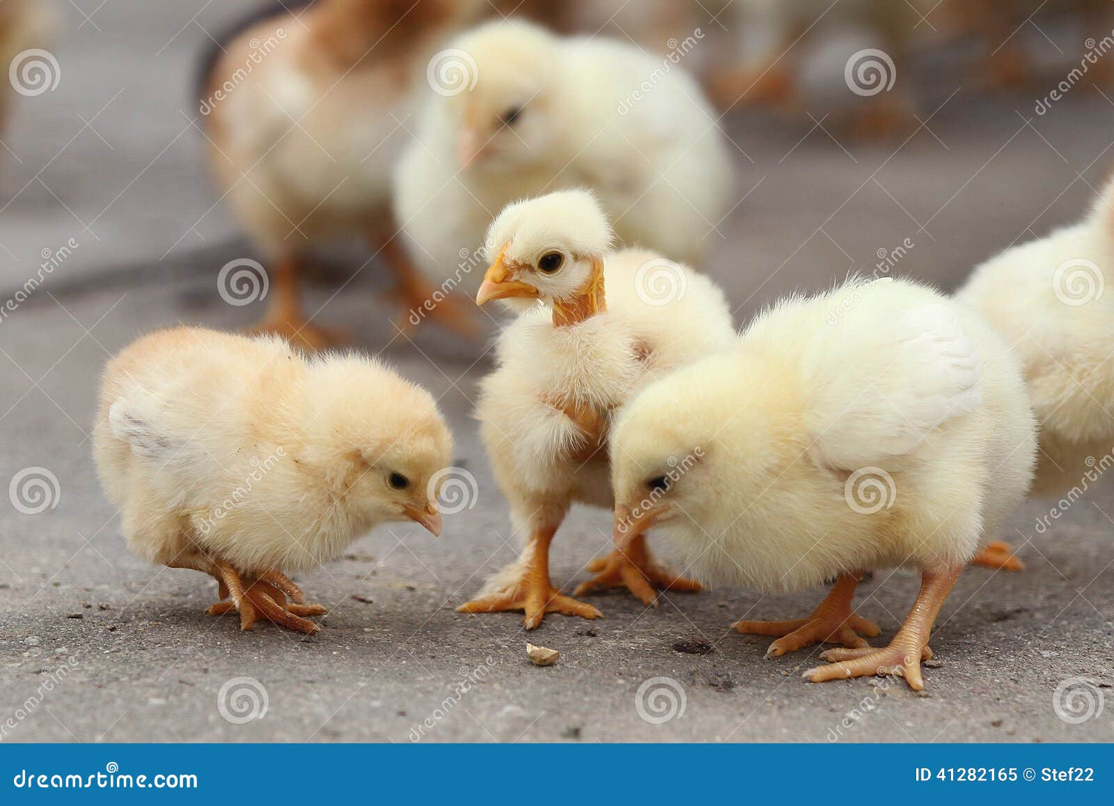 Witte kleine kippen stock afbeelding. Image of vogel - 41282165