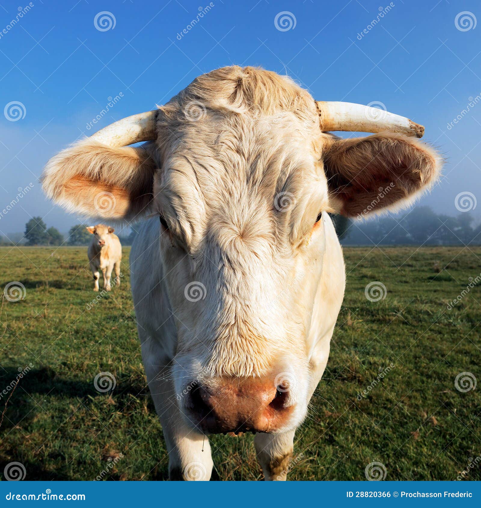Witte Koe in Het Ochtendlicht Stock Foto - Image of wolk, weiland: 28820366