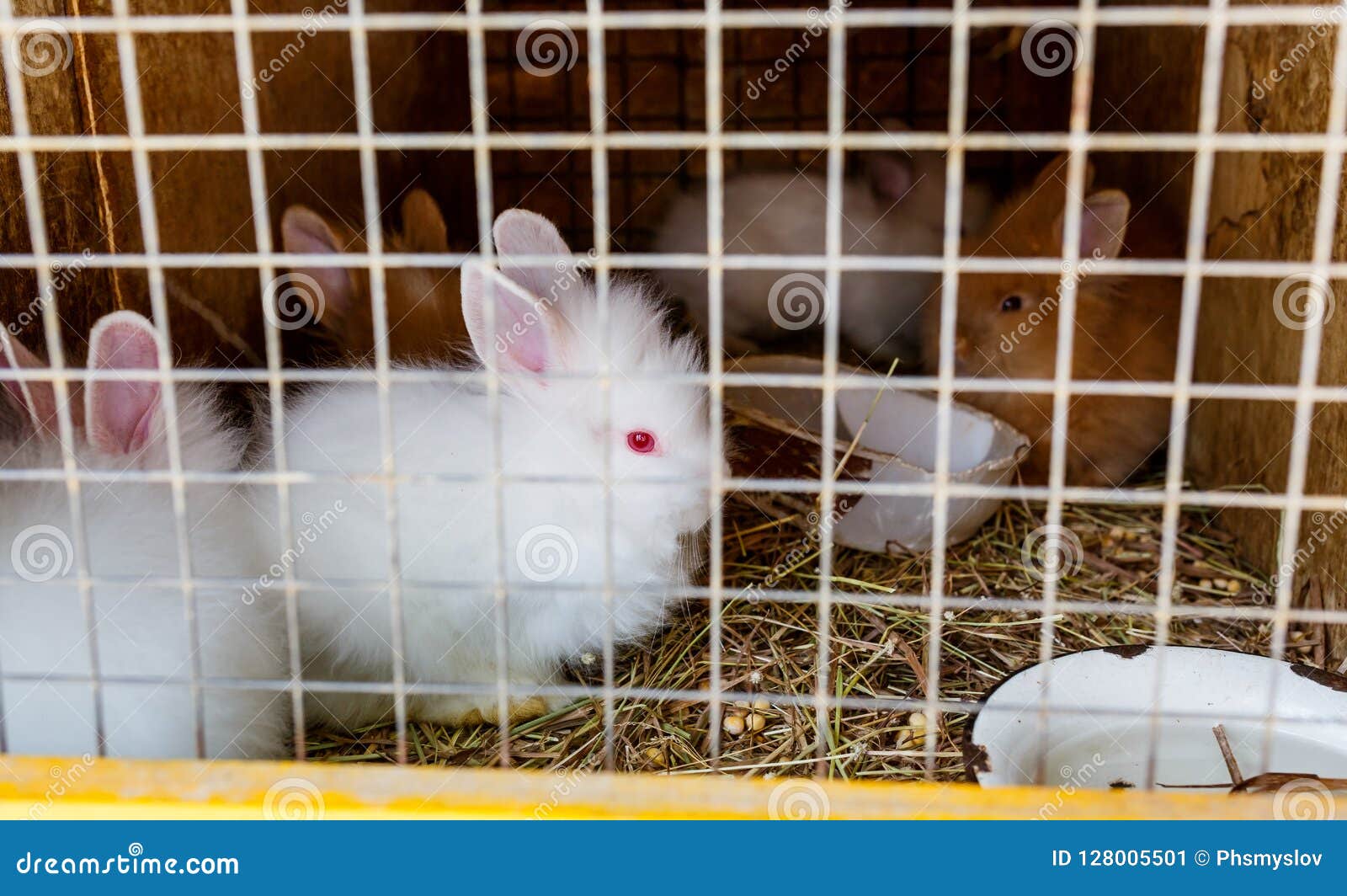 Witte Konijnen Met Rode Ogen in Een Kooi Stock Afbeelding - Image of ...