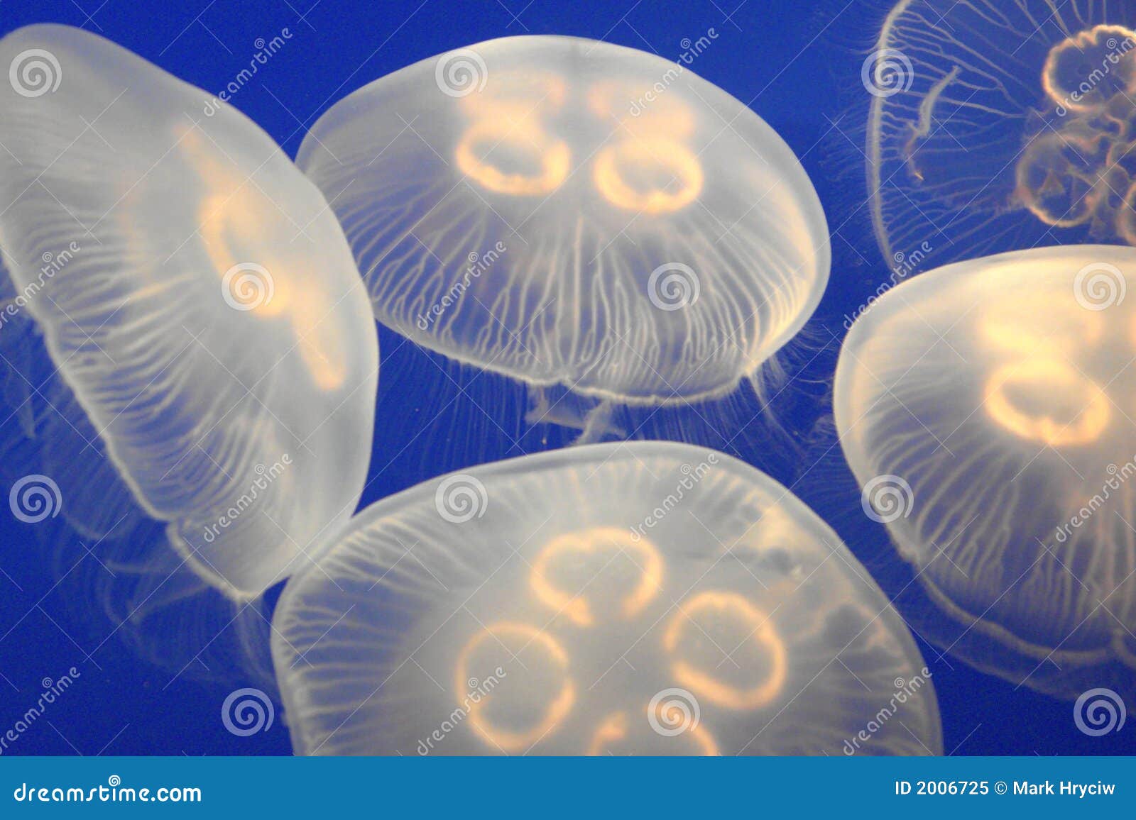 Witte Kwallen stock afbeelding. Image of verzacht, blauw - 2006725