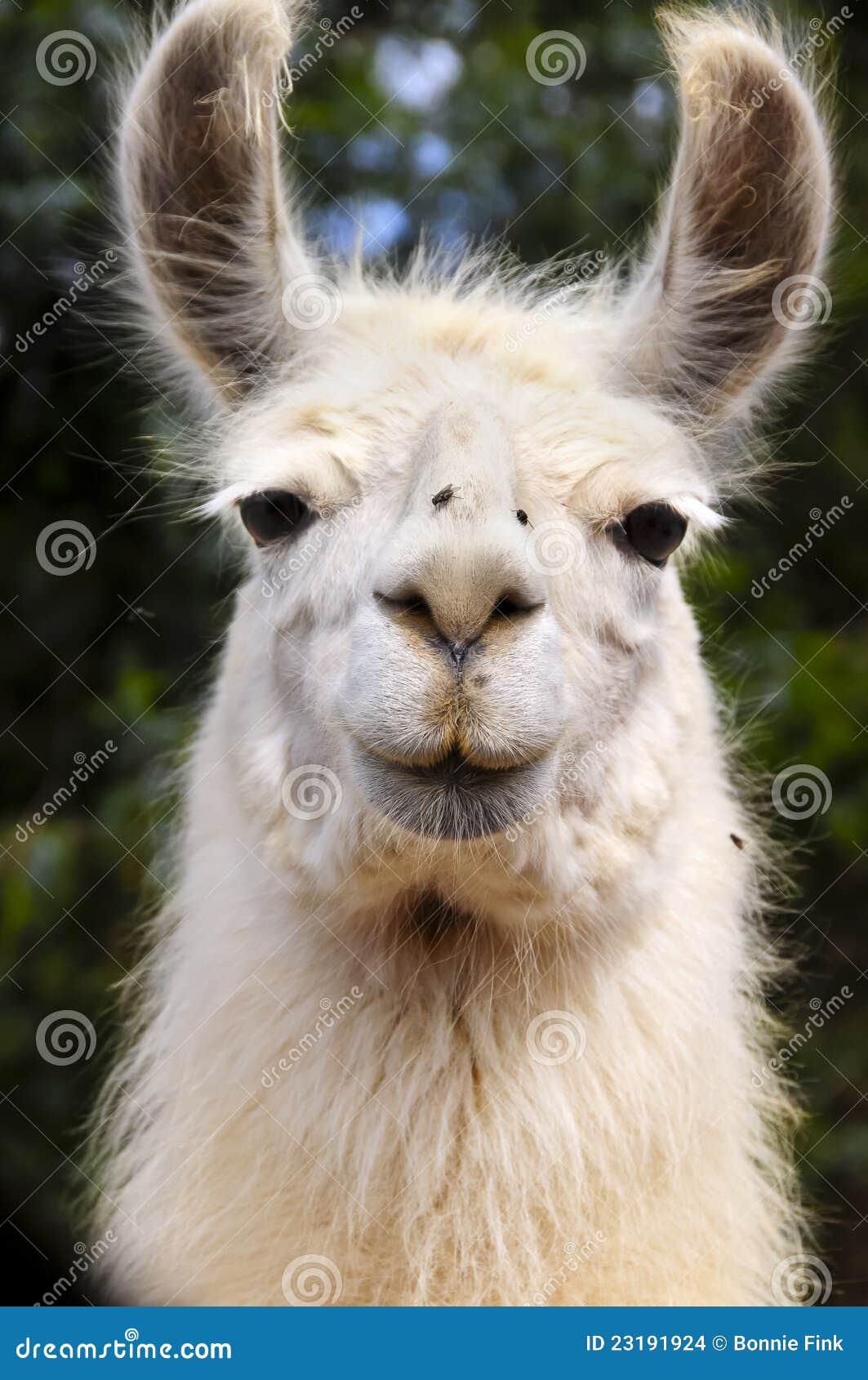 Witte Lama stock foto. Image of dier, zoogdier, gezicht - 23191924