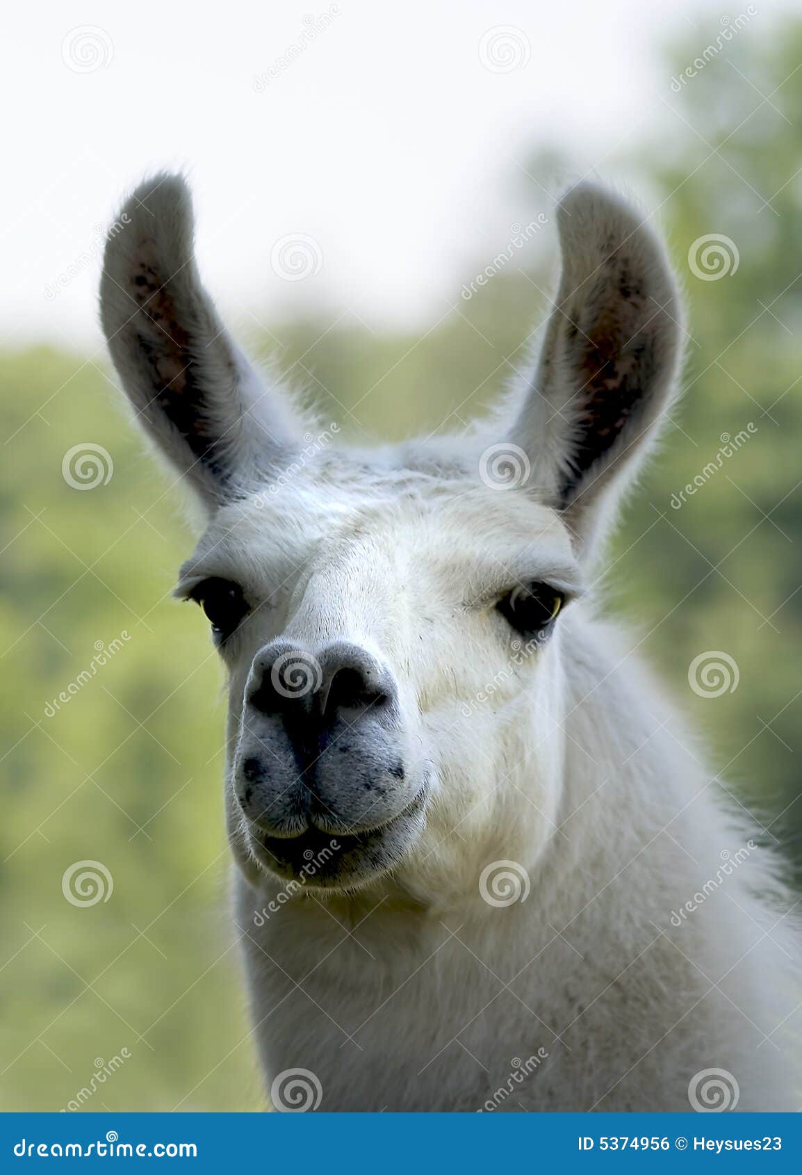 Witte Lama Picture. Image: 5374956