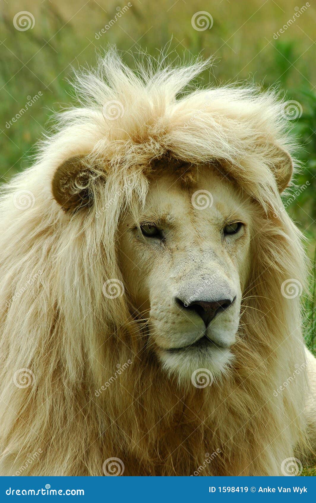Witte leeuw stock afbeelding. Image of weide, behoud, afrika - 1598419