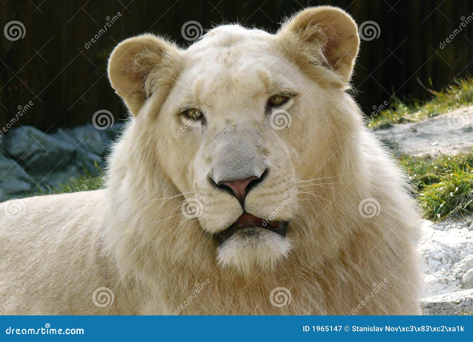 Witte Leeuw stock afbeelding. Image of gebrul, dier, roofdier - 1965147