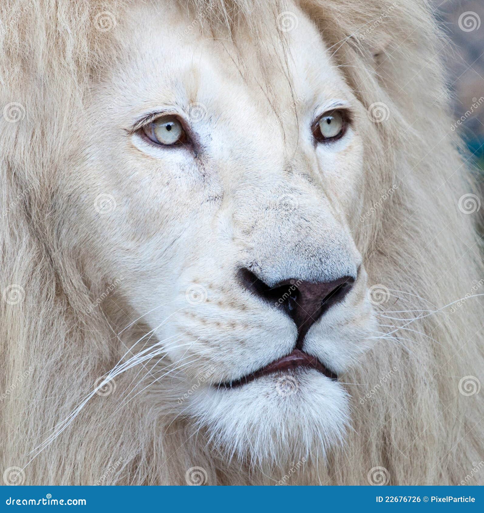 Witte Leeuw stock foto. Image of bont, overheersend, roofdier - 22676726