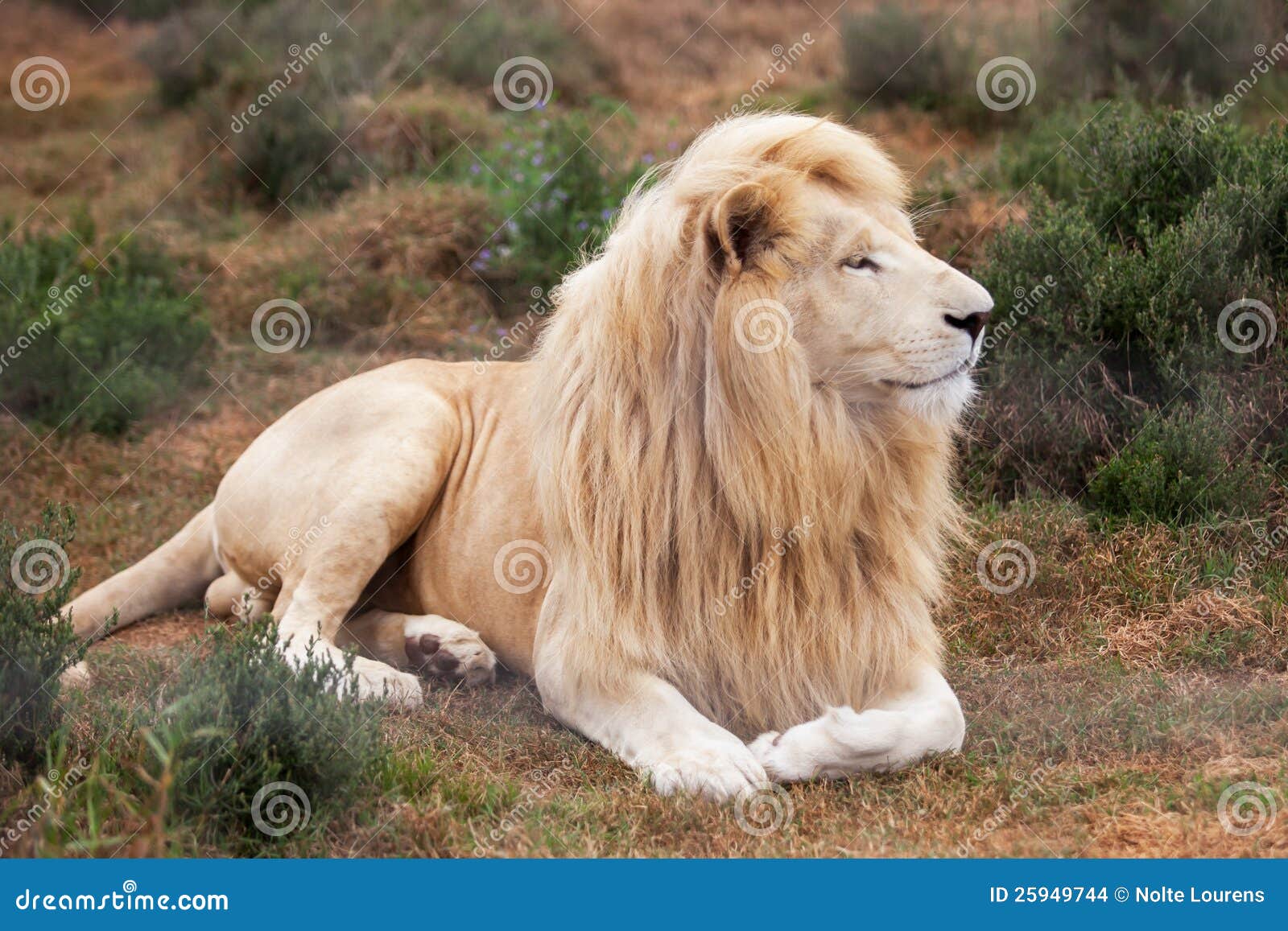 Witte leeuw stock foto. Image of buiten, afrika, haar - 25949744