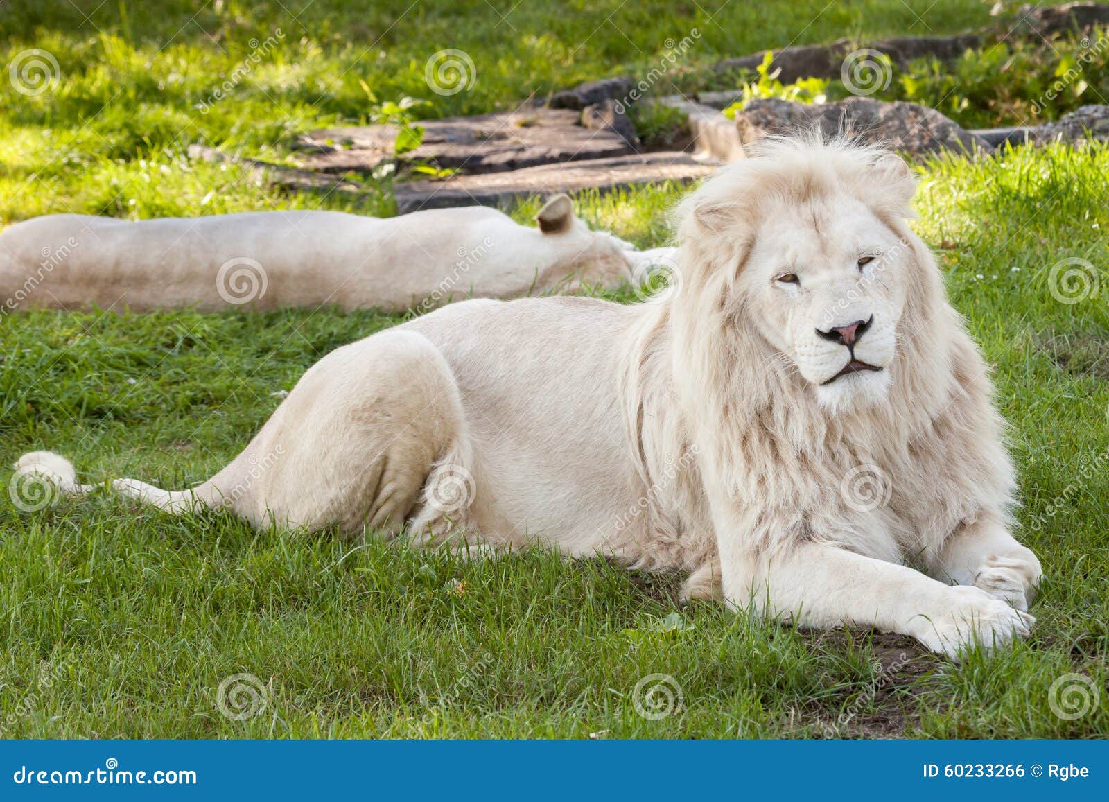 Witte Leeuw stock foto. Image of sluit, koning, wild - 60233266