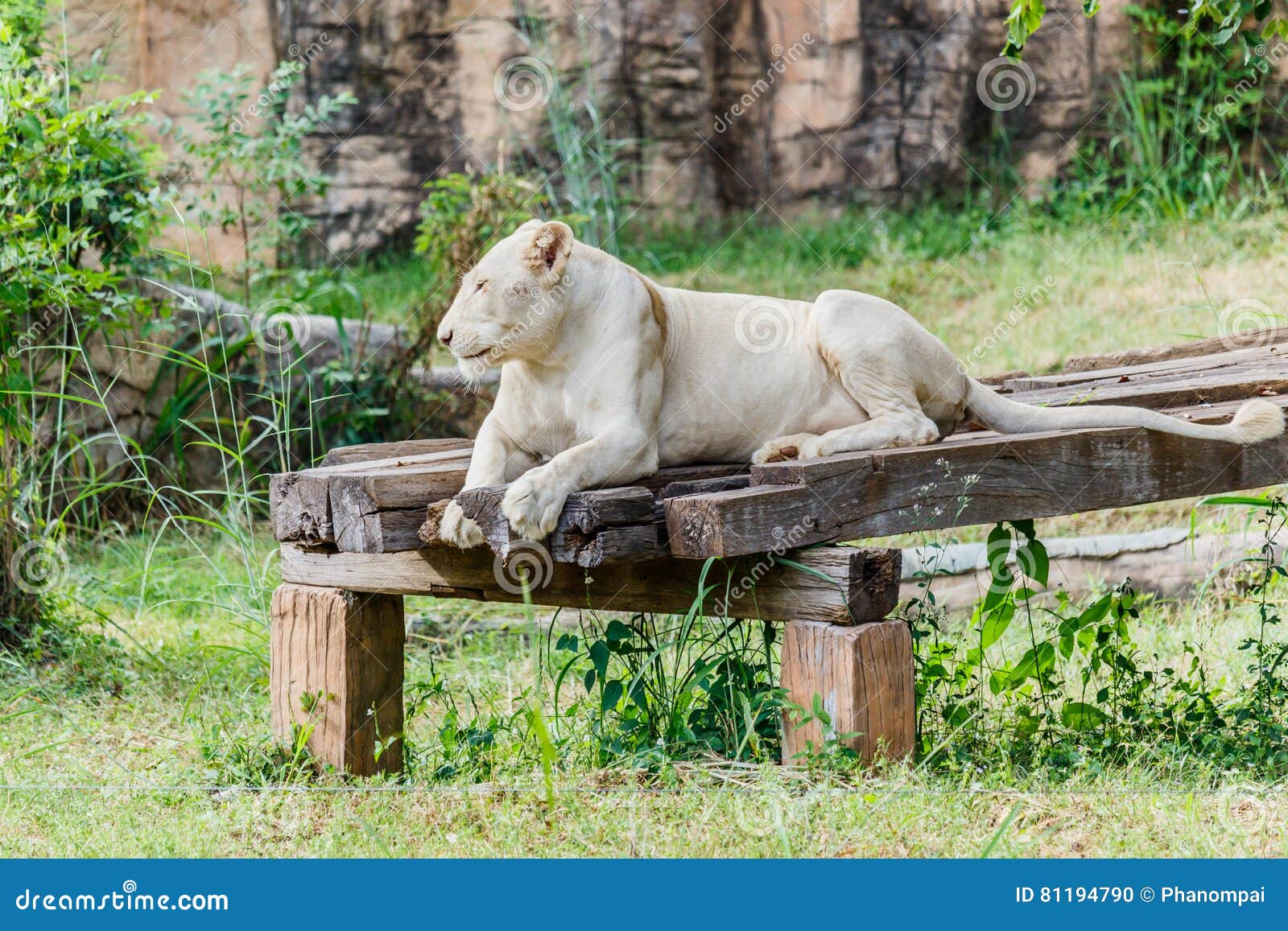 Witte Leeuw stock foto. Image of albino, sneeuw, nave - 81194790