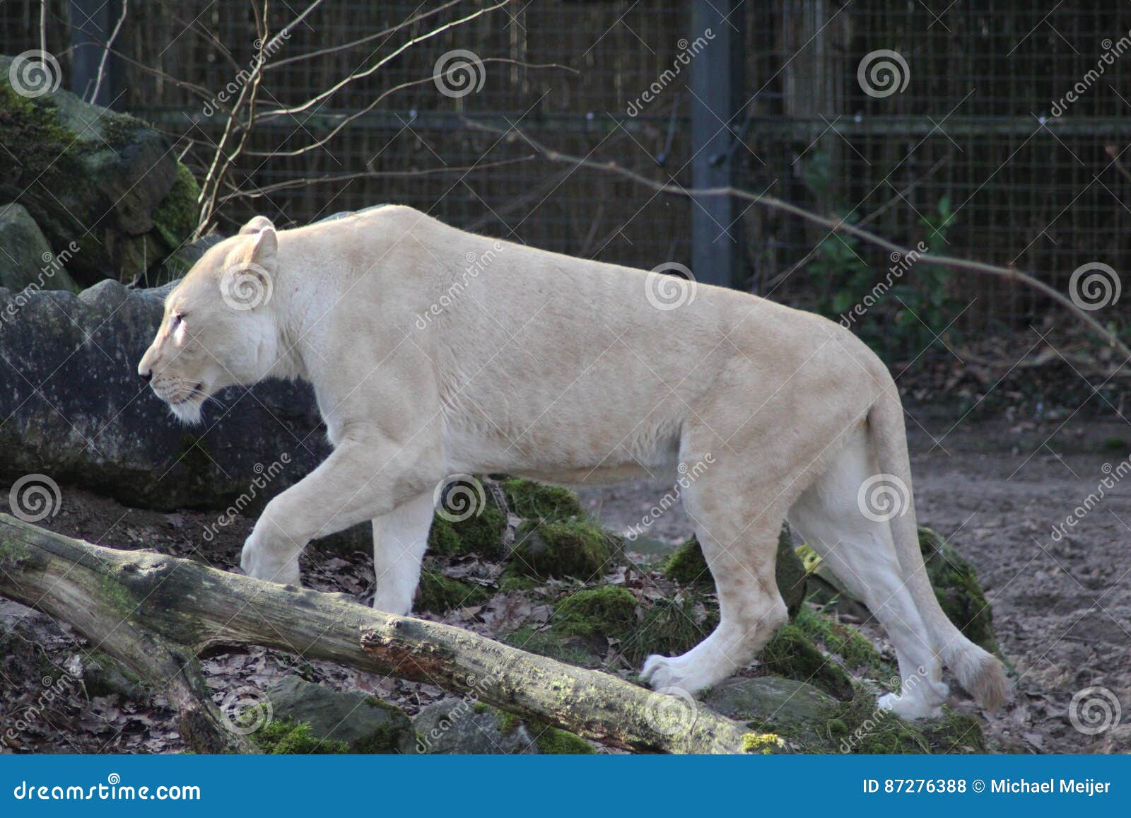 Witte Leeuw stock foto. Image of albino, leeuwen, bijlage - 87276388